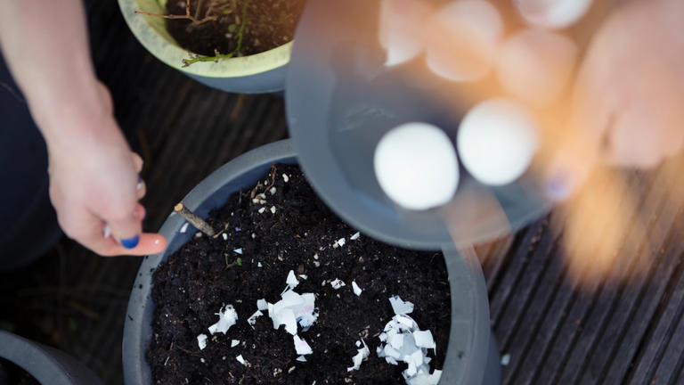 Nicht wegwerfen: So vielseitig können Sie Eierschalen wiederverwenden