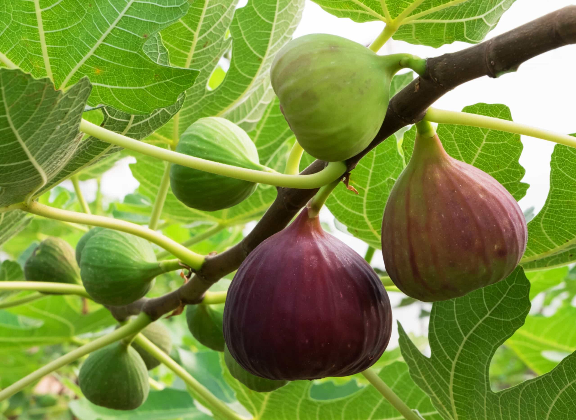 Fascinatingly fun facts about figs