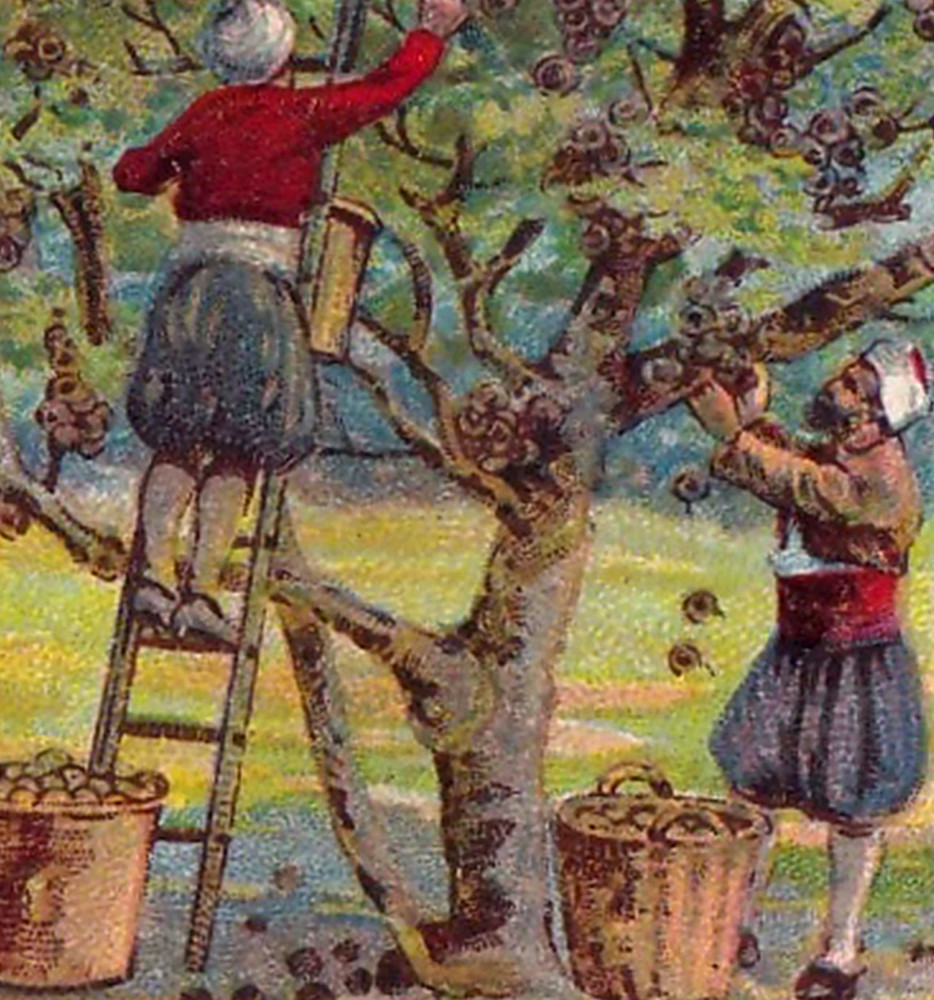 Fascinatingly fun facts about figs