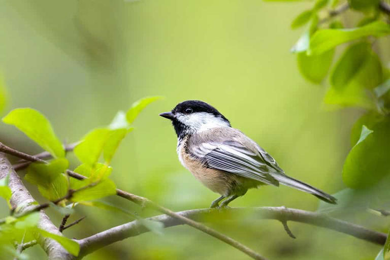 Survive or starve: How chickadees rewrite their brains each winter