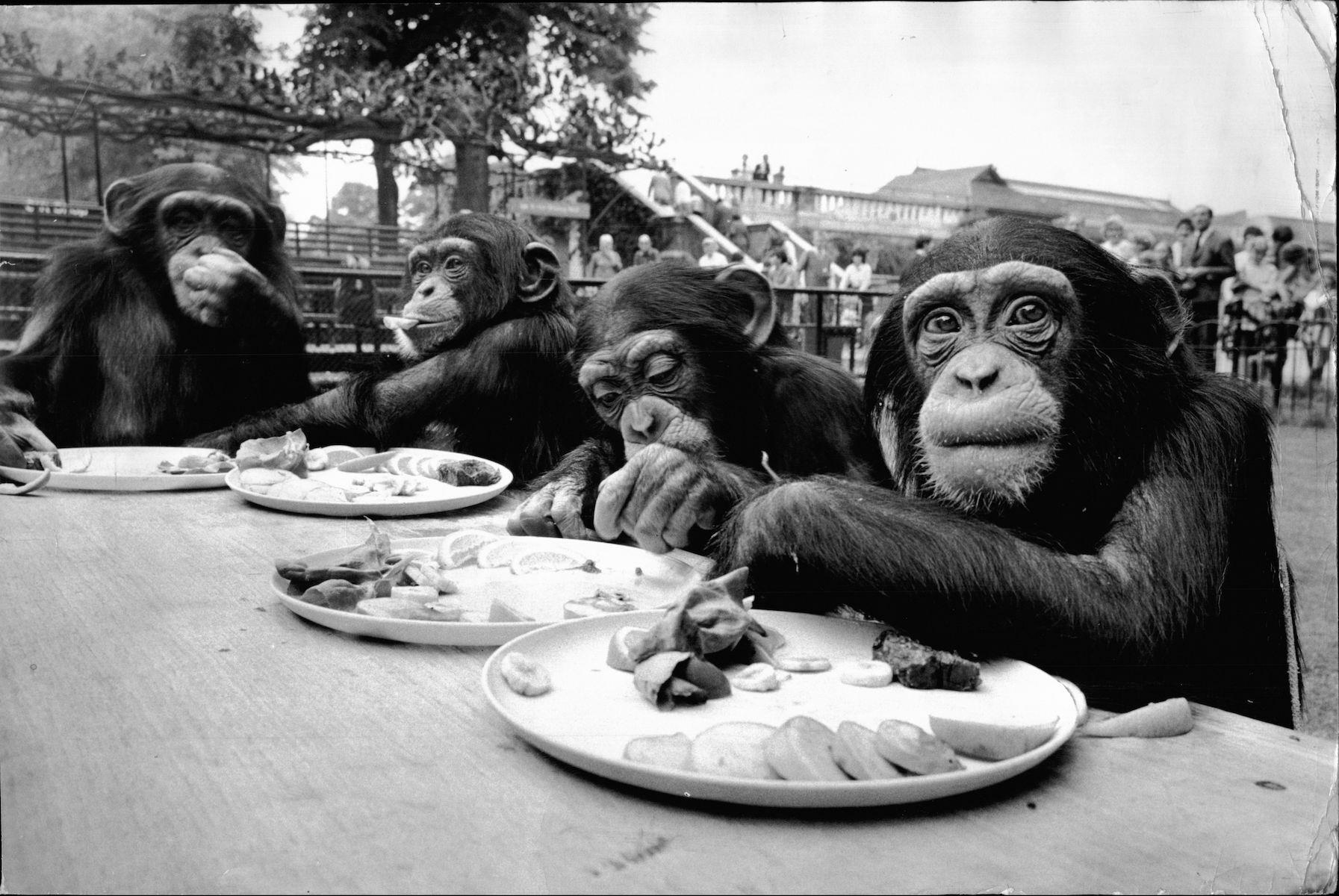 Historical pictures of old zoos from the last centuries