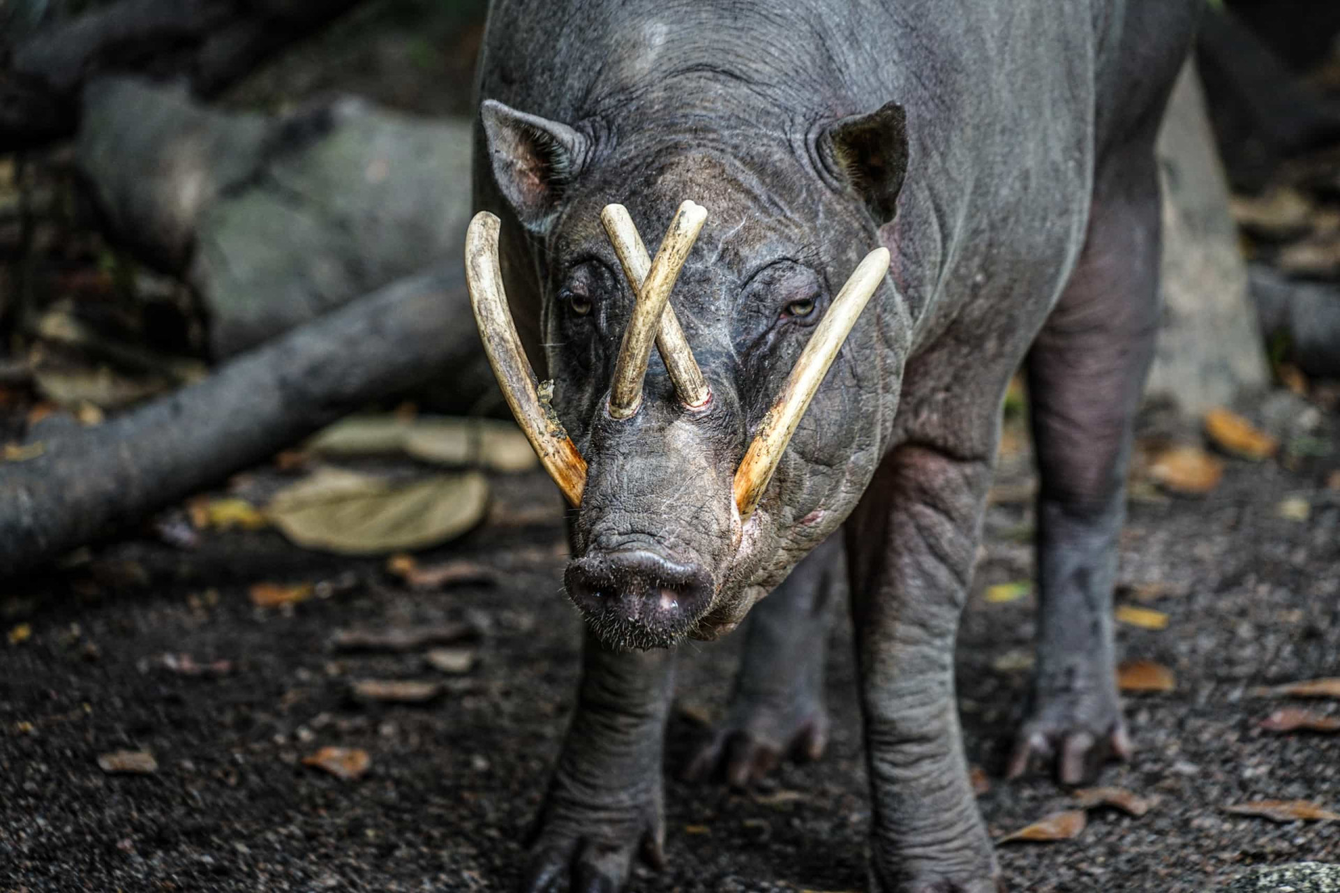 The majestic okapi and other prehistoric animals that still roam the Earth