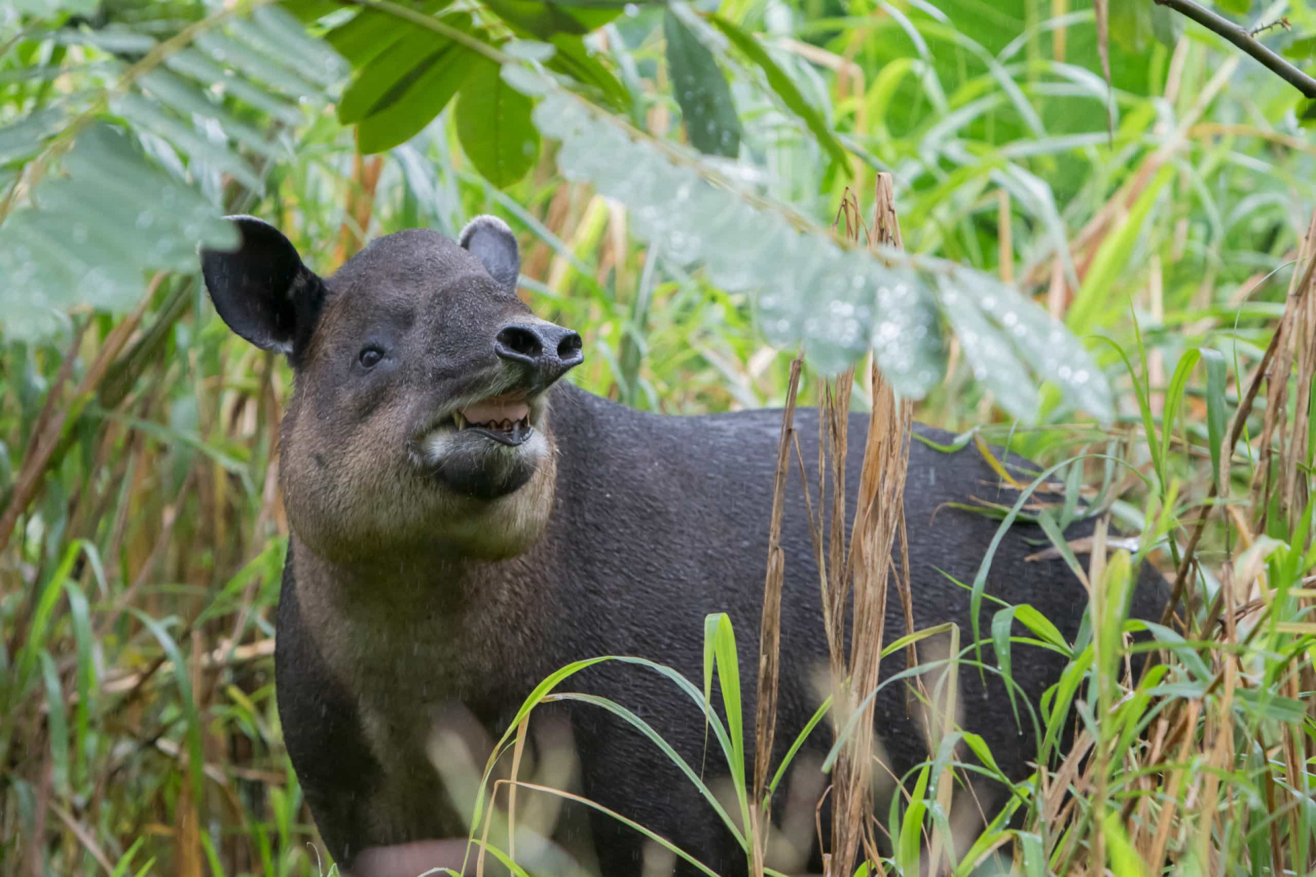 The majestic okapi and other prehistoric animals that still roam the Earth