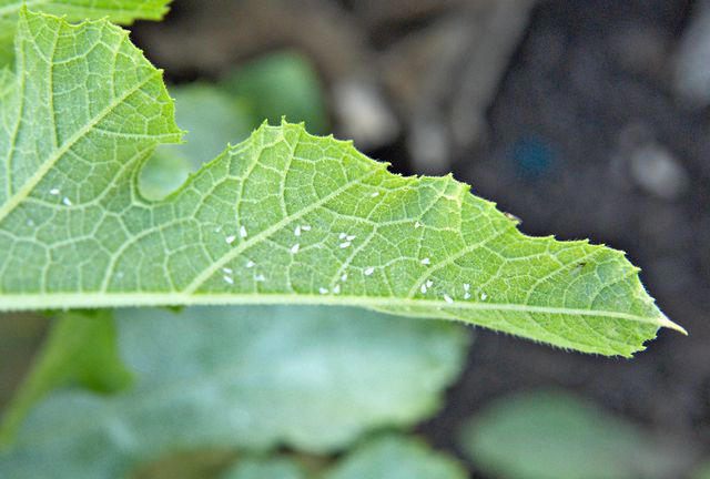 How to Get Rid of White Flies on Plants