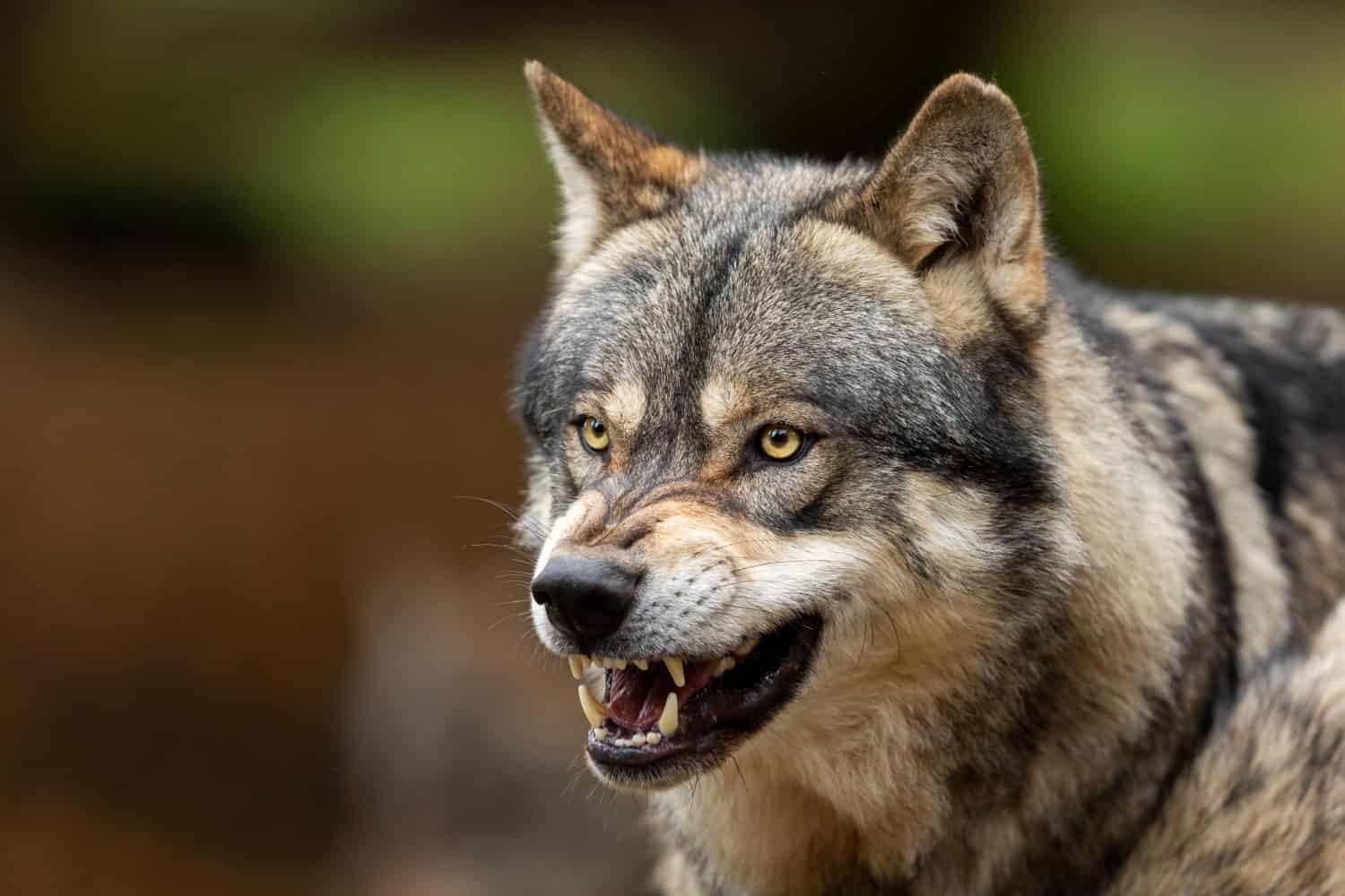 Once at Risk, Wolf Populations Are Coming Back in These States