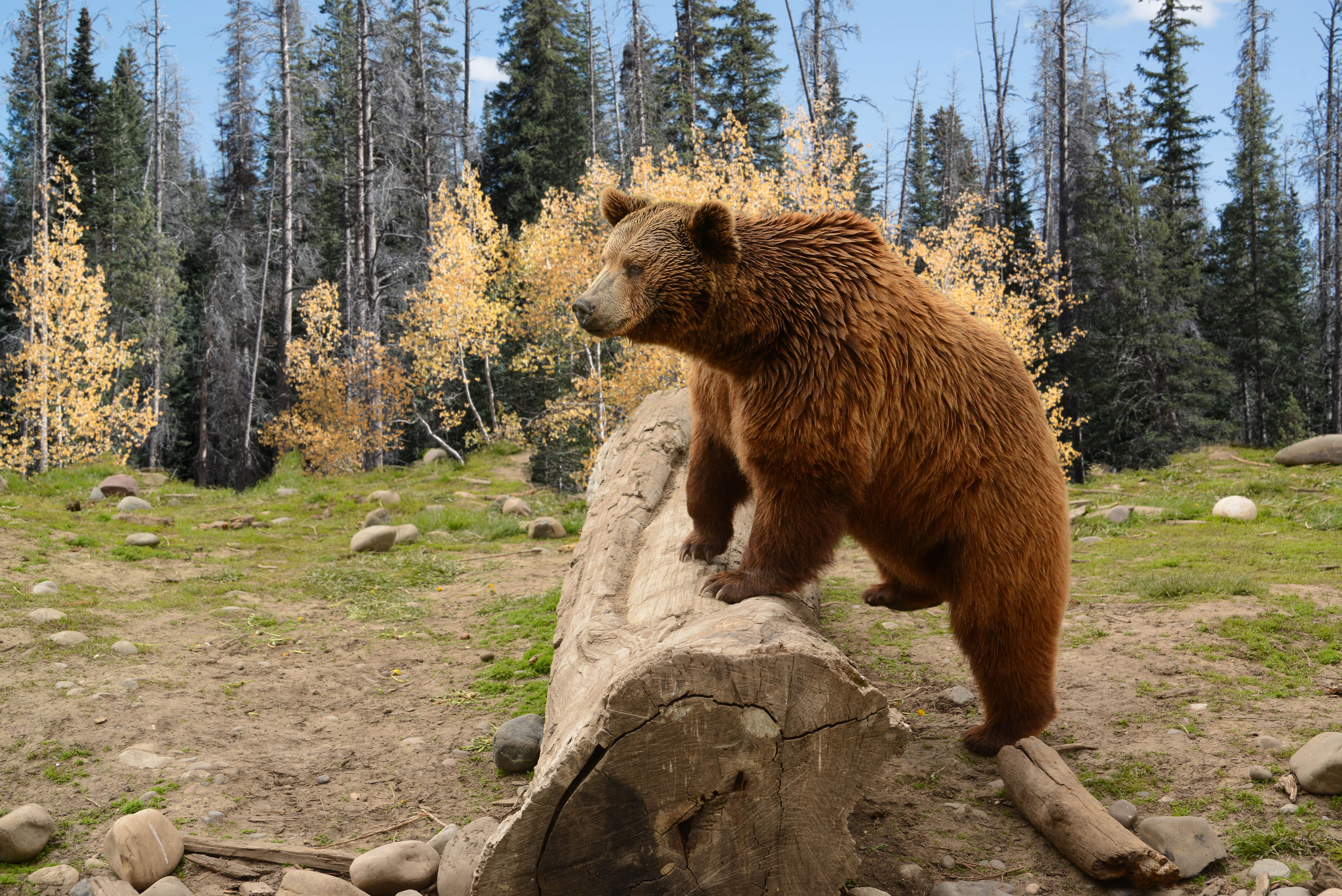 These Chonky Bears Have Us Ready for Fat Bear Week