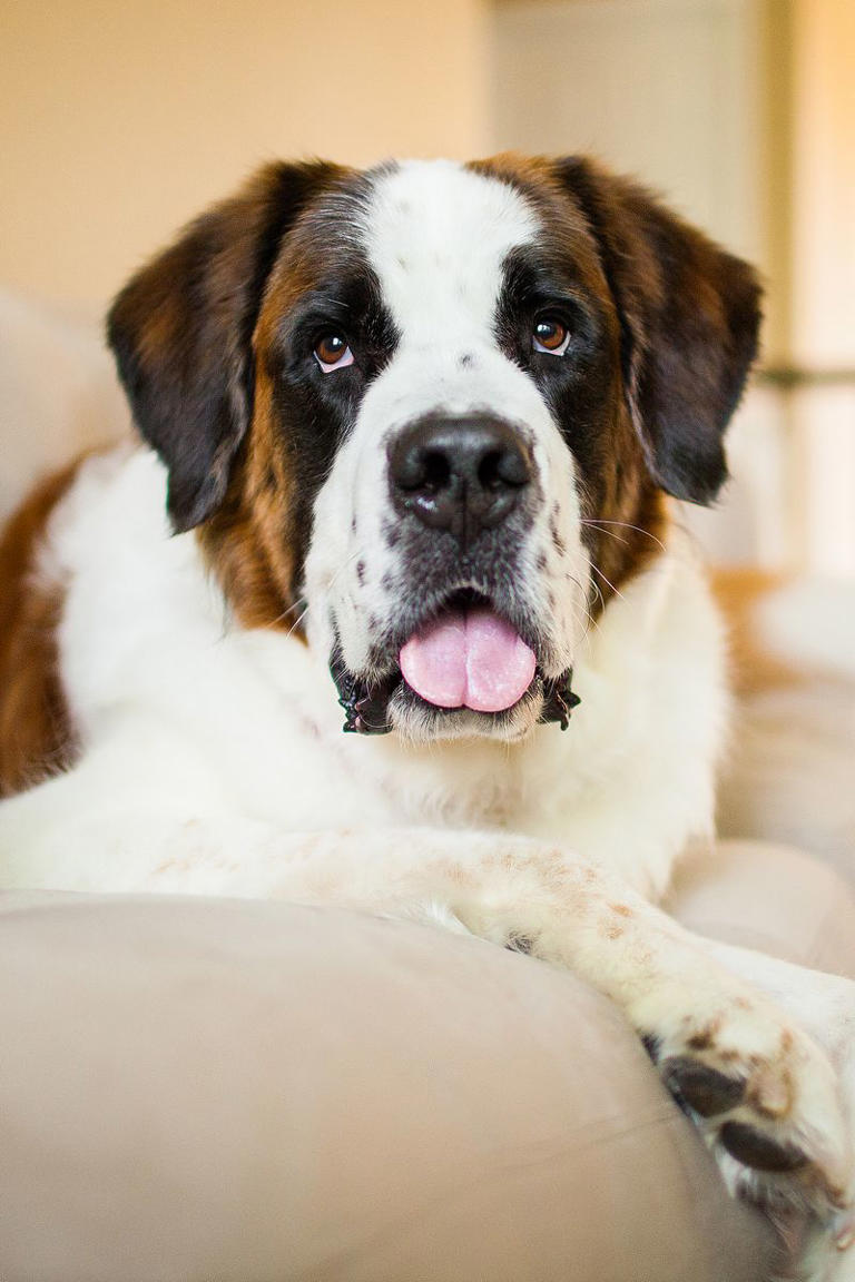 Just a bunch of cute photos that prove large dogs are the best