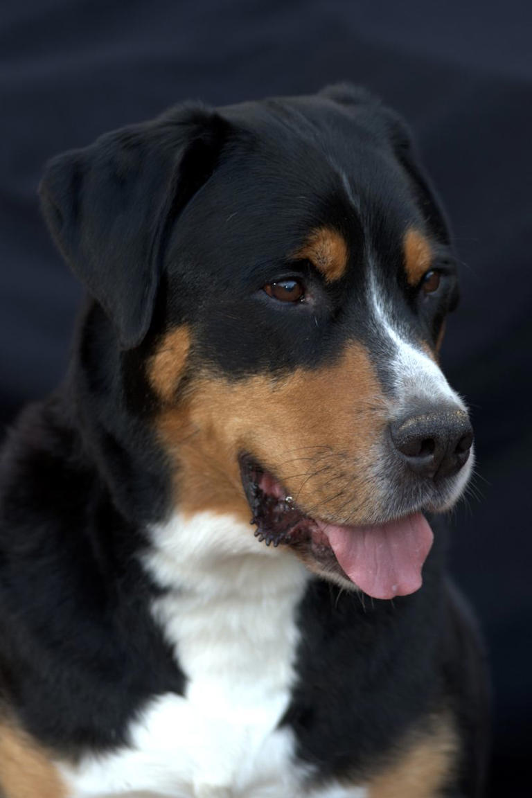 Just a bunch of cute photos that prove large dogs are the best