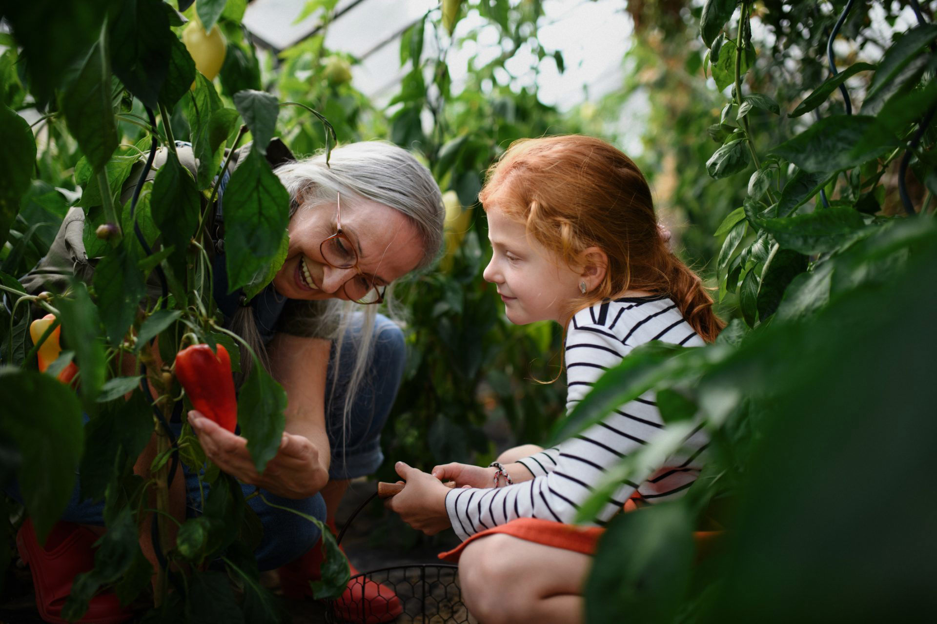 The easiest vegetables to grow in your own garden The easiest vegetables to grow in your own garden