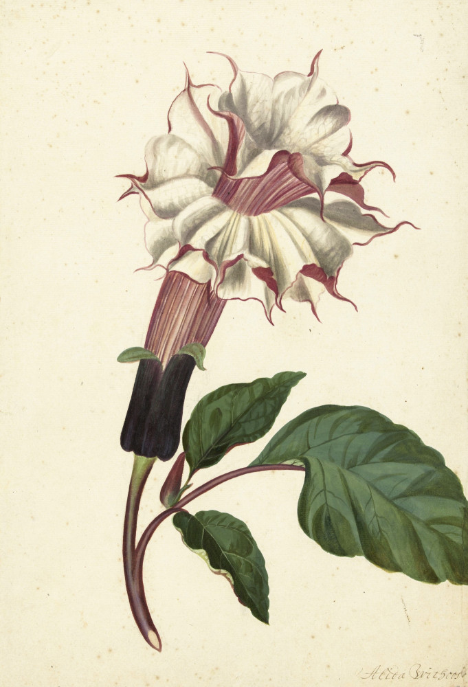 What was the murderous cult known as the thugs?