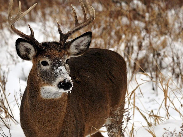 Feu vert pour la chasse au chevreuil sur une partie de la Côte-Nord