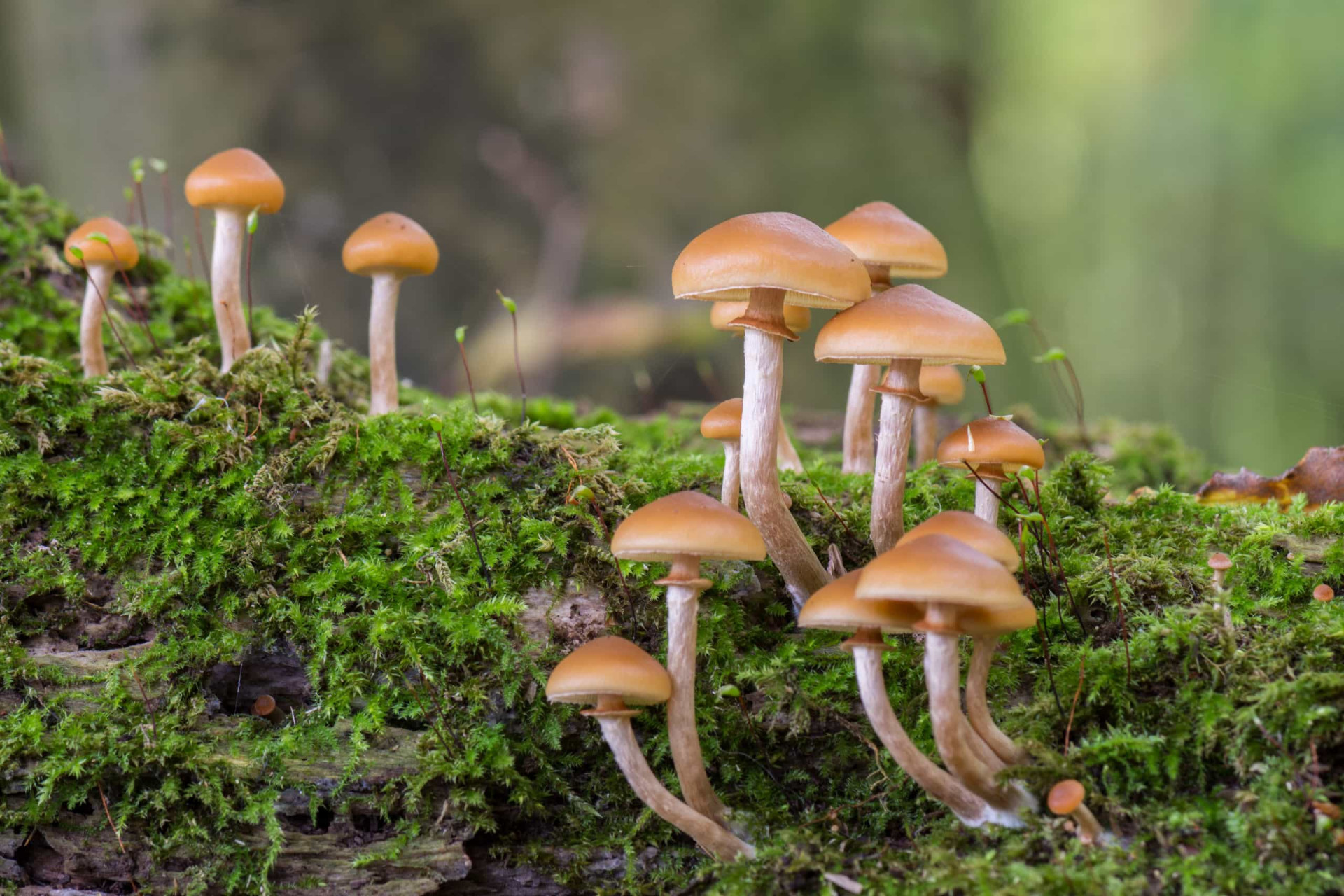Fatal fungi and other deadly mushrooms