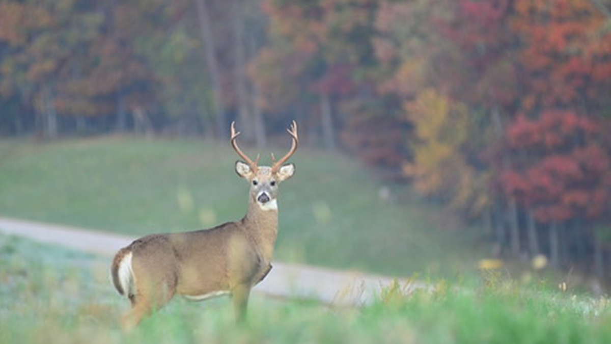Statewide Primitive Hunt Offers Unique End to Hunting Season