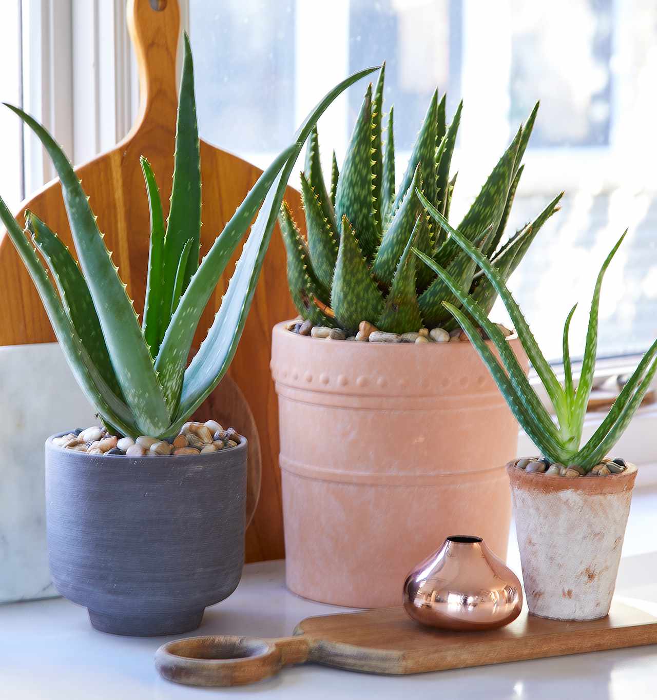 How to propagate an aloe vera plant