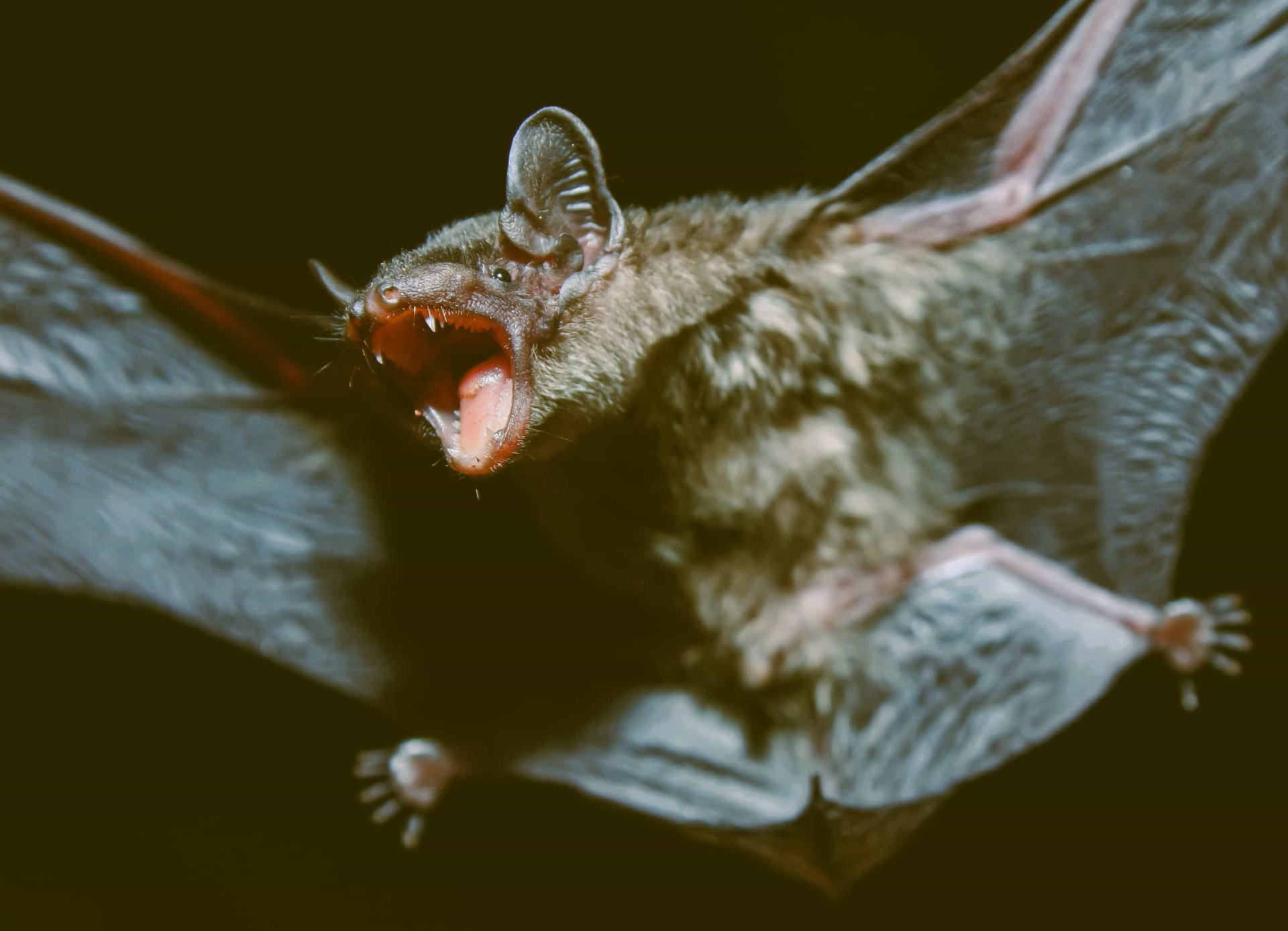 The secret life of bats