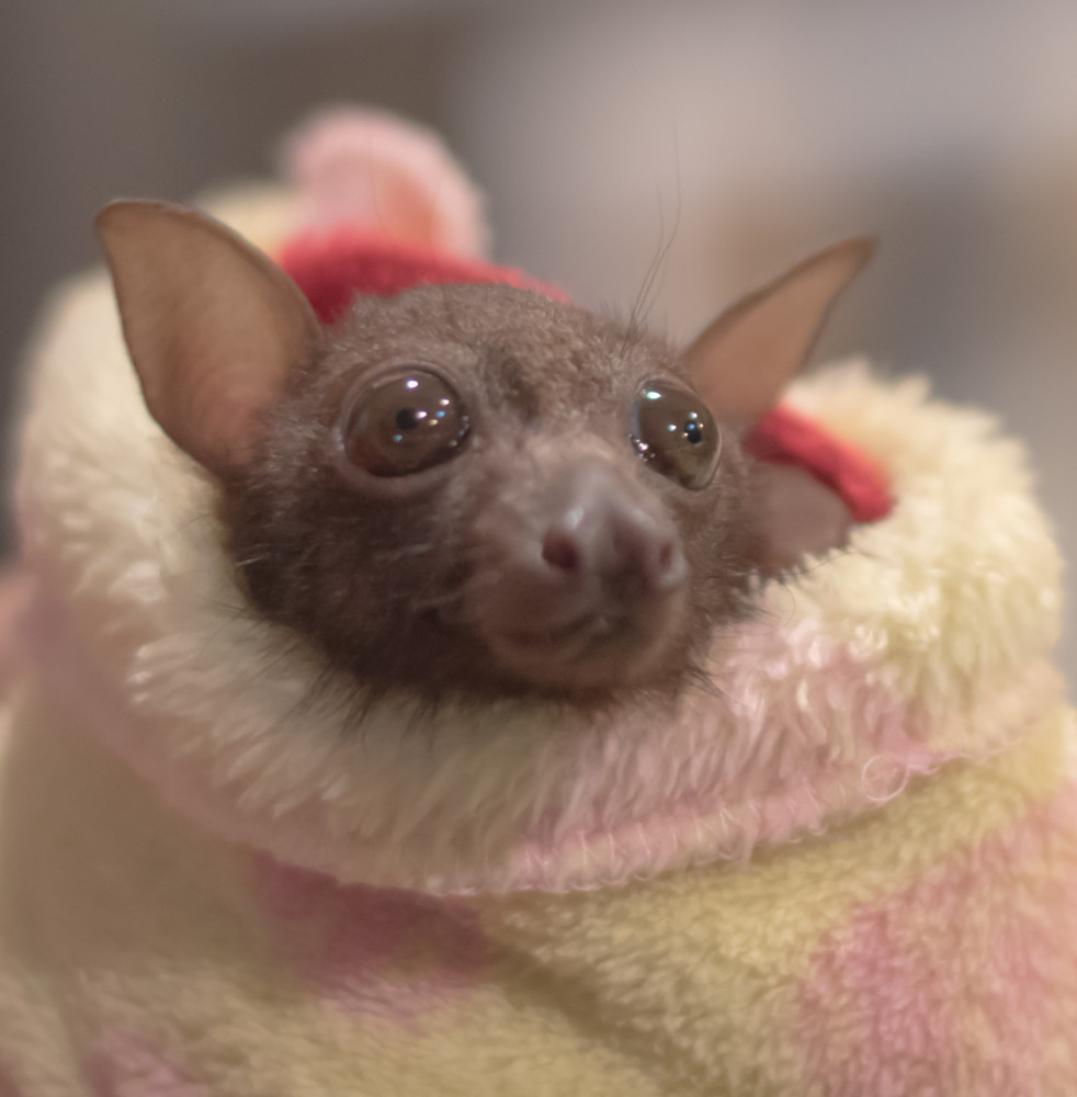 The secret life of bats
