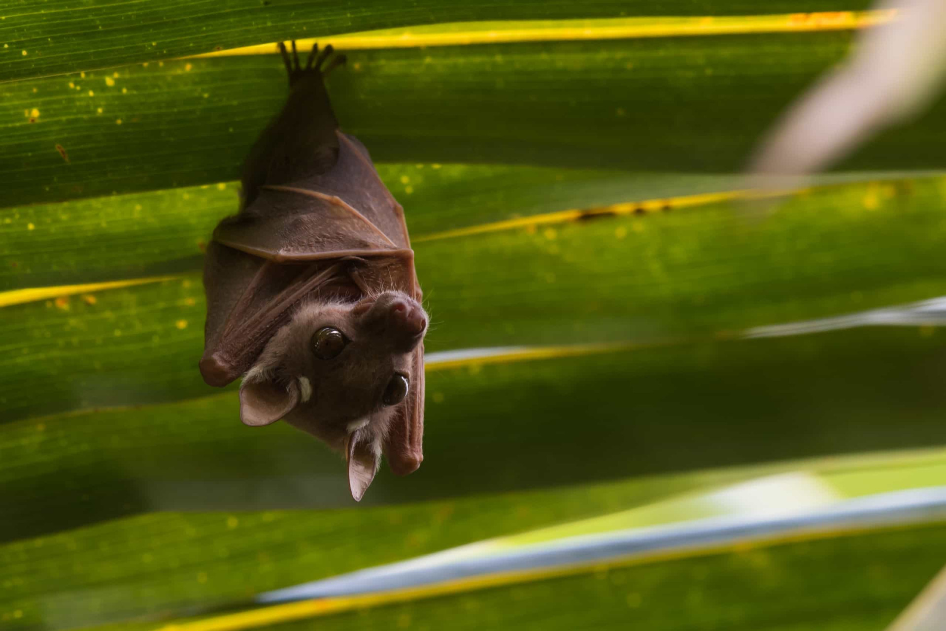 The secret life of bats