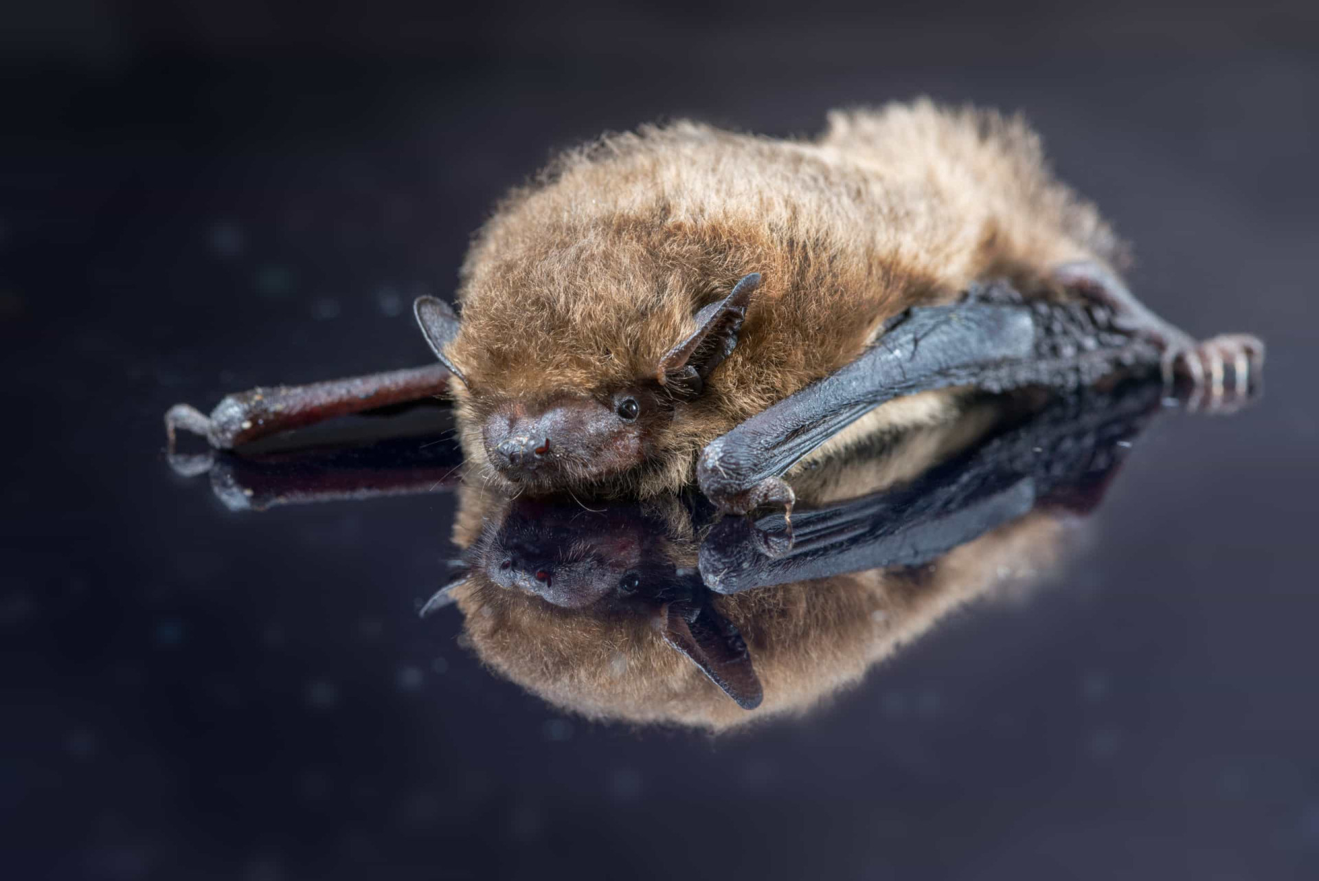 The secret life of bats
