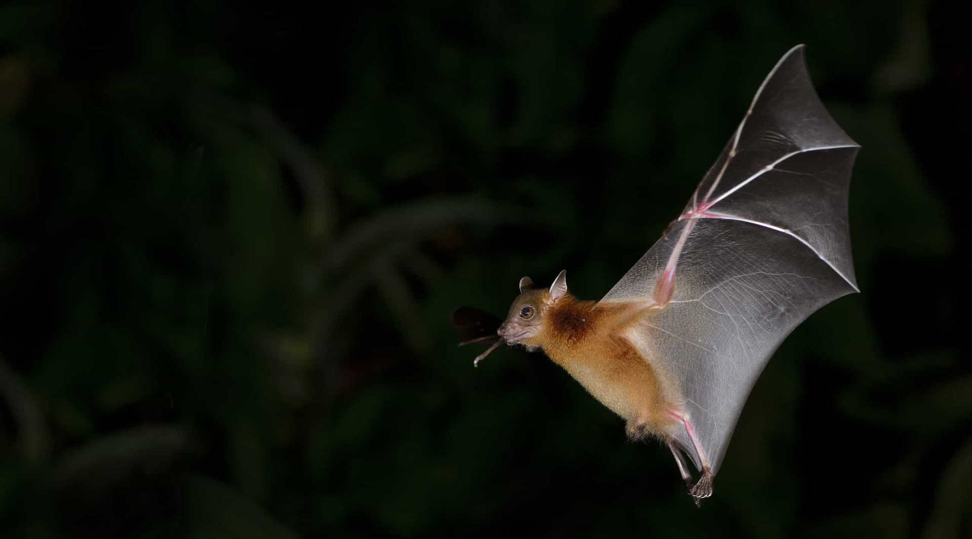 The secret life of bats