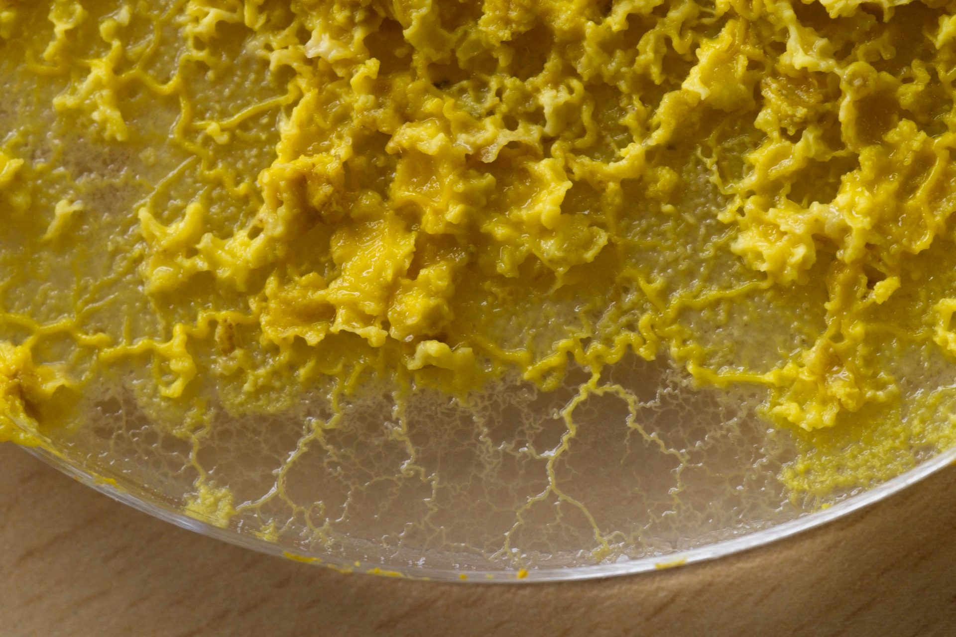 'Buitenaardse wezens' op aarde: de blob en andere protozoën en beerdiertjes