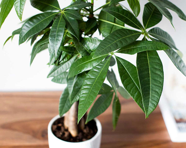 How to Grow and Care for a Money Tree