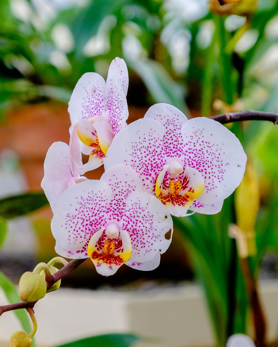 Want to Try Growing Orchids? Give These Varieties a Look