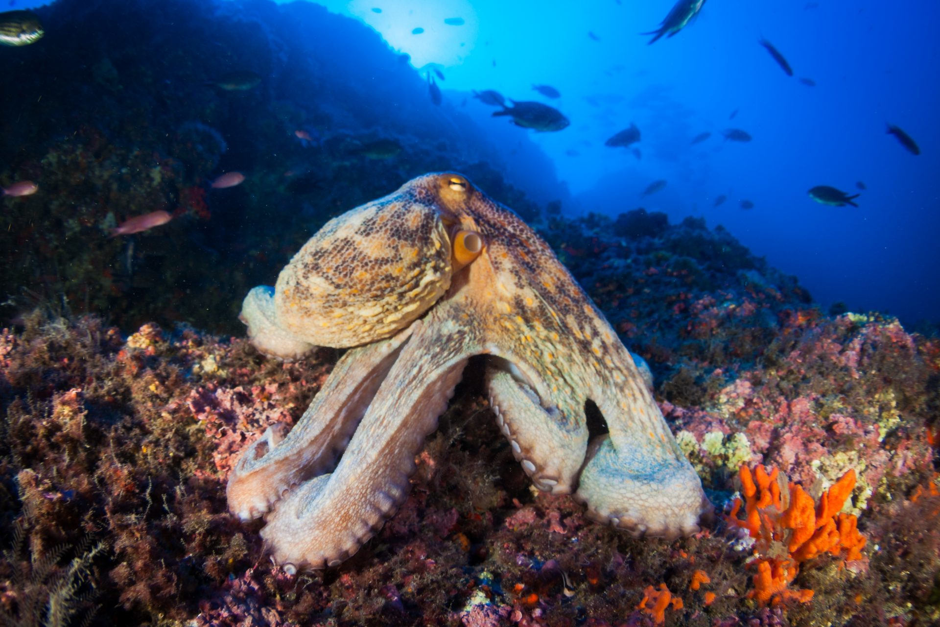 The sixth mass extinction might not be that far away