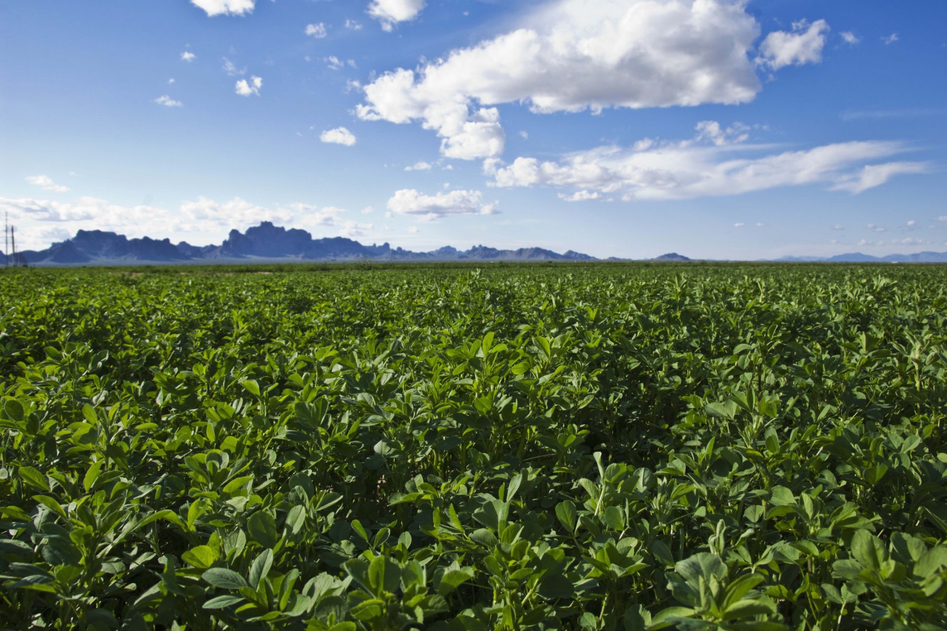 A Saudi company abusing water rights in the US lost its leases