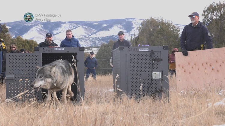 Colorado begins latest wolf capture efforts in British Columbia