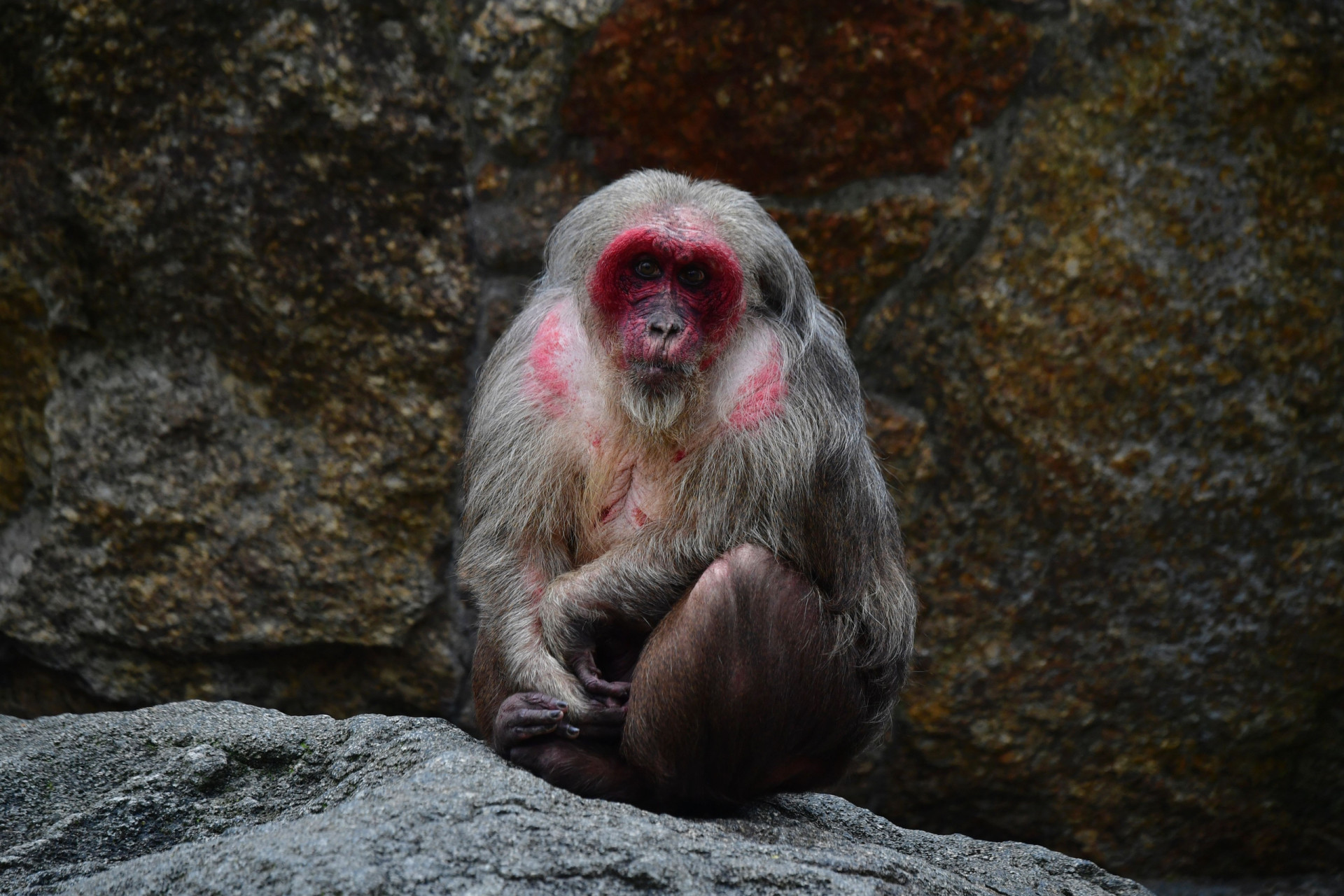 Les hommes ont perdu leur os pénien, découvrez l'explication scientifique
