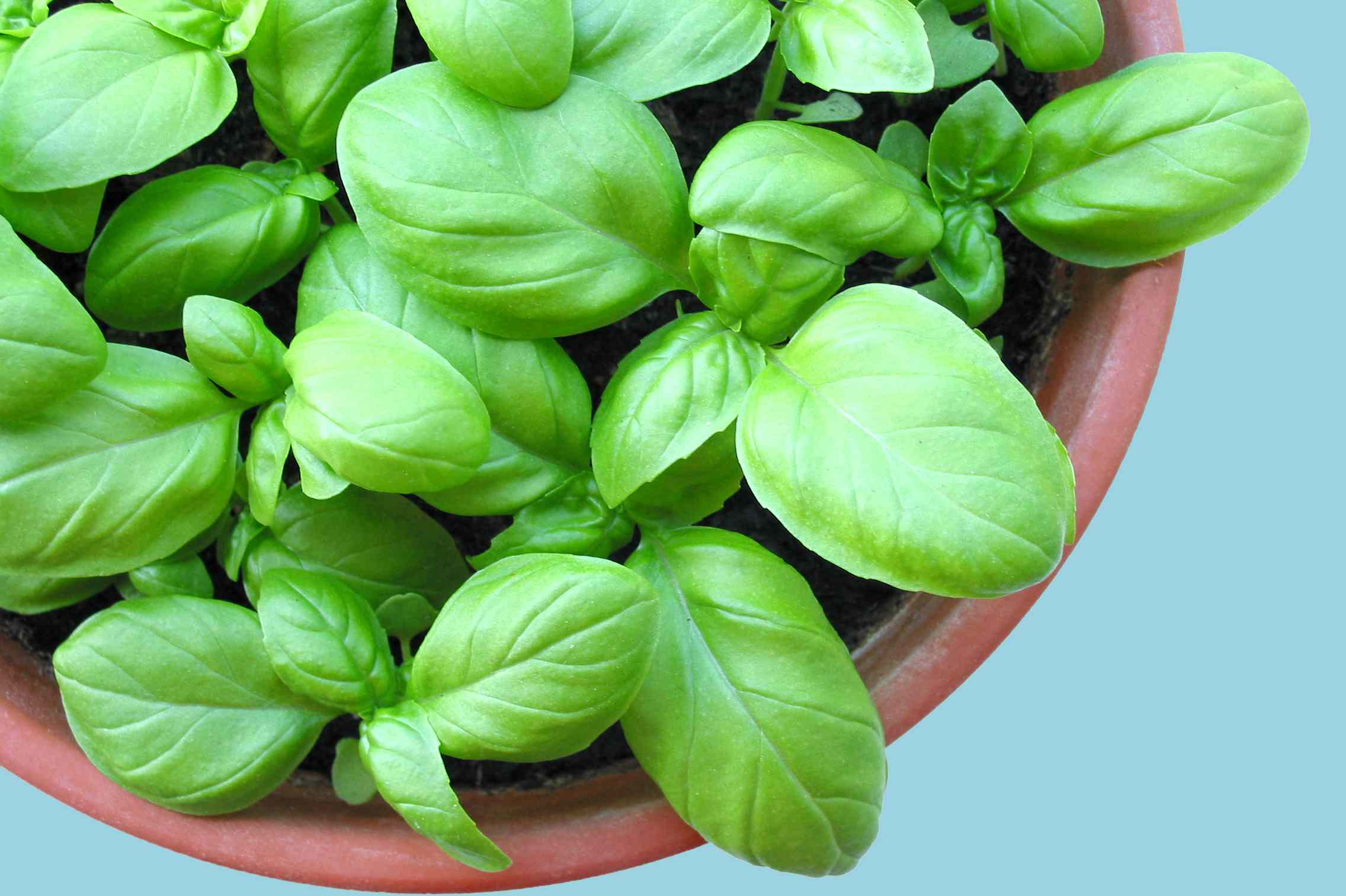 How to Grow Basil and Care for Your Plant, According to an Expert Gardener