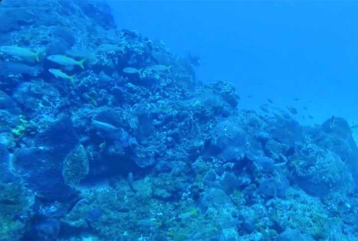 O universo oculto das criaturas das profundezas dos oceanos
