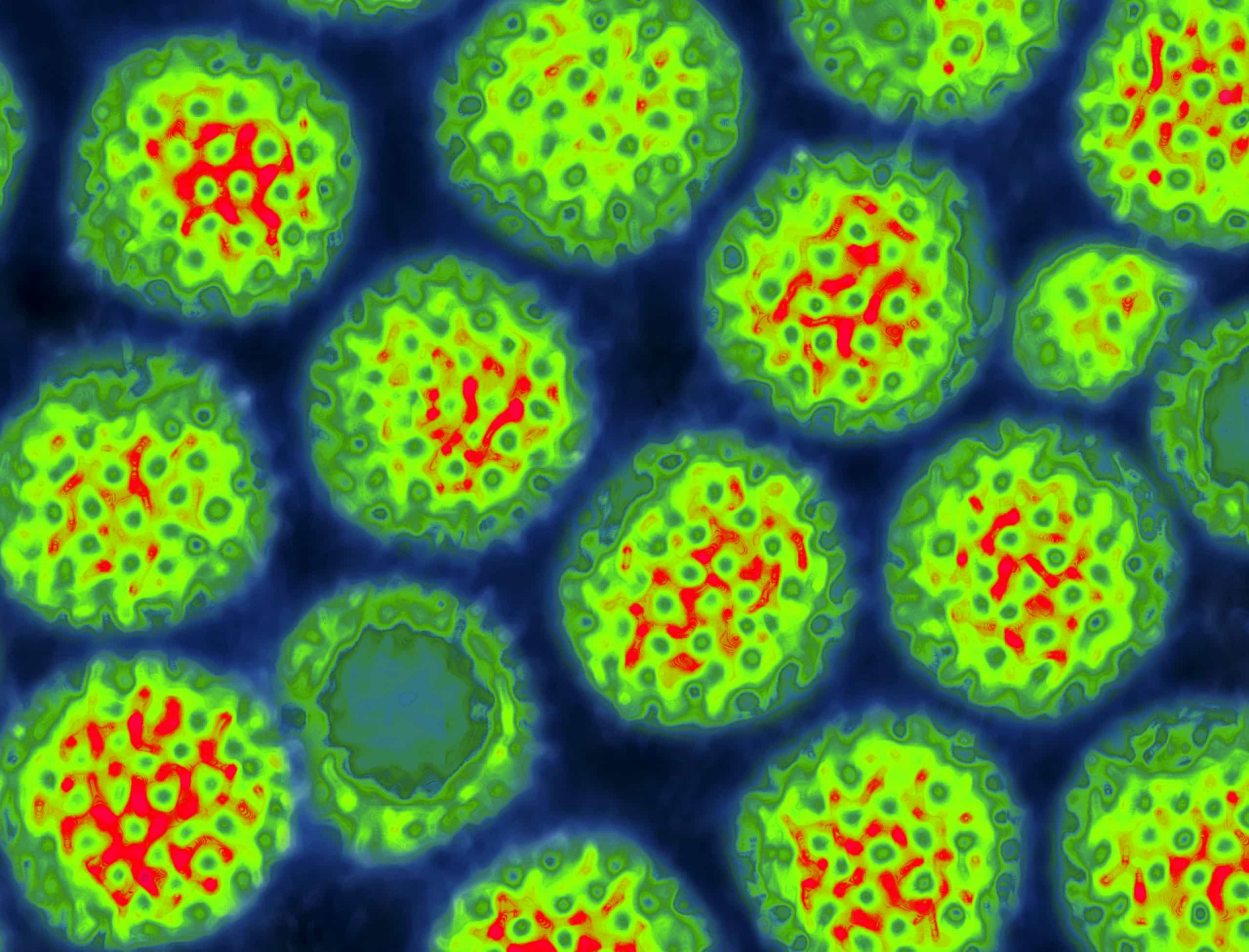 Viruses and bacteria: the deadly yet fascinating microorganisms