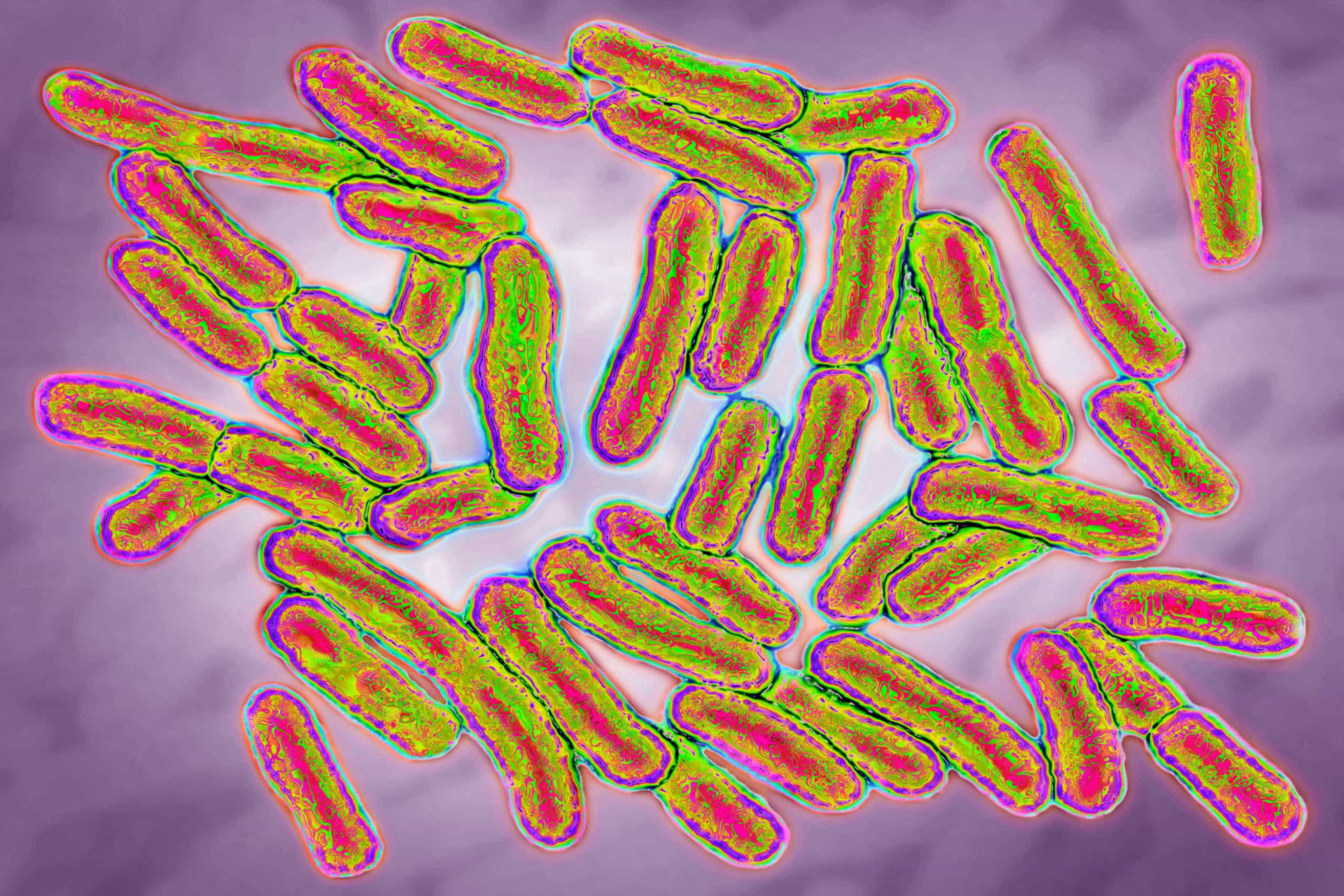 Viruses and bacteria: the deadly yet fascinating microorganisms