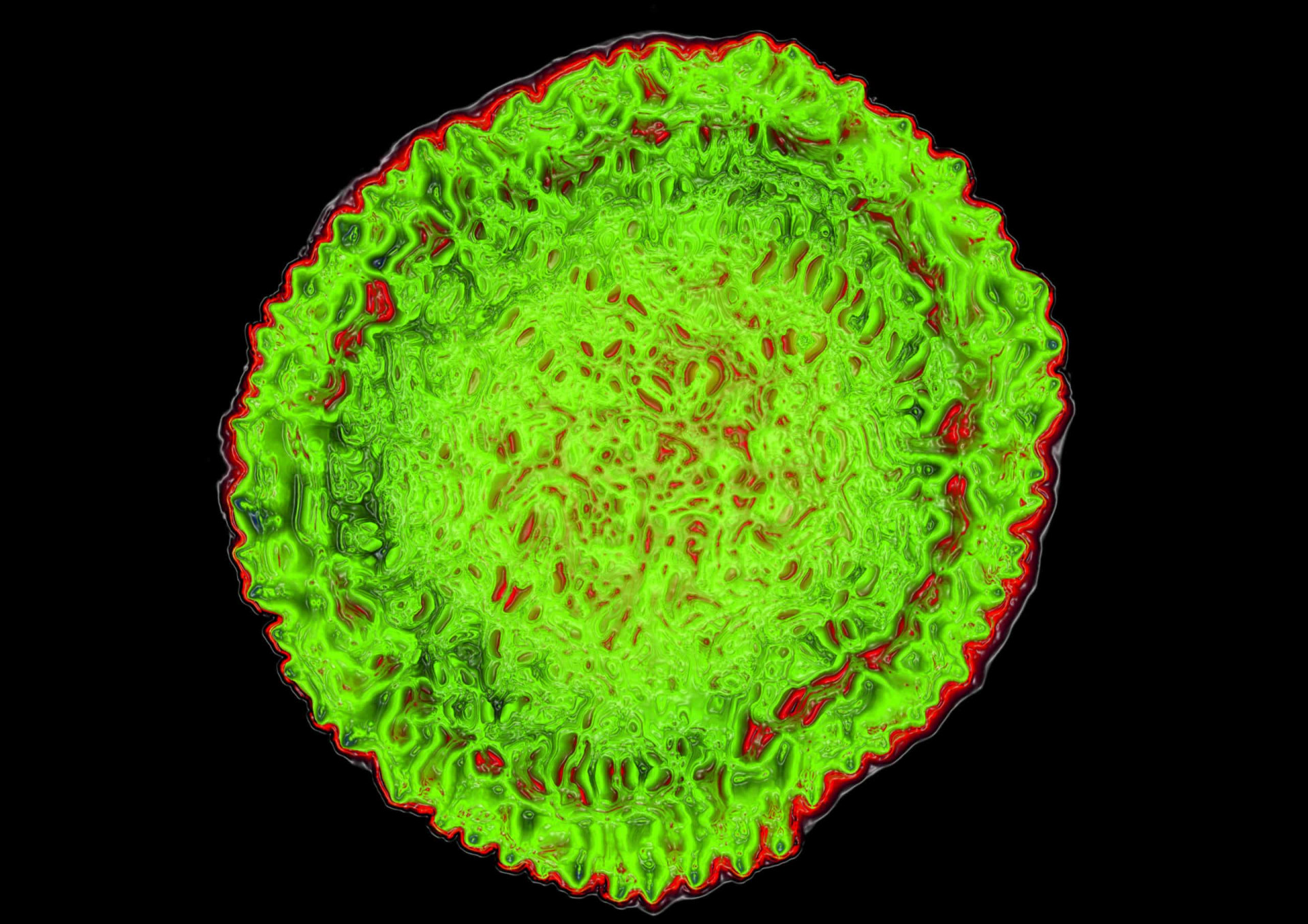 Viruses and bacteria: the deadly yet fascinating microorganisms