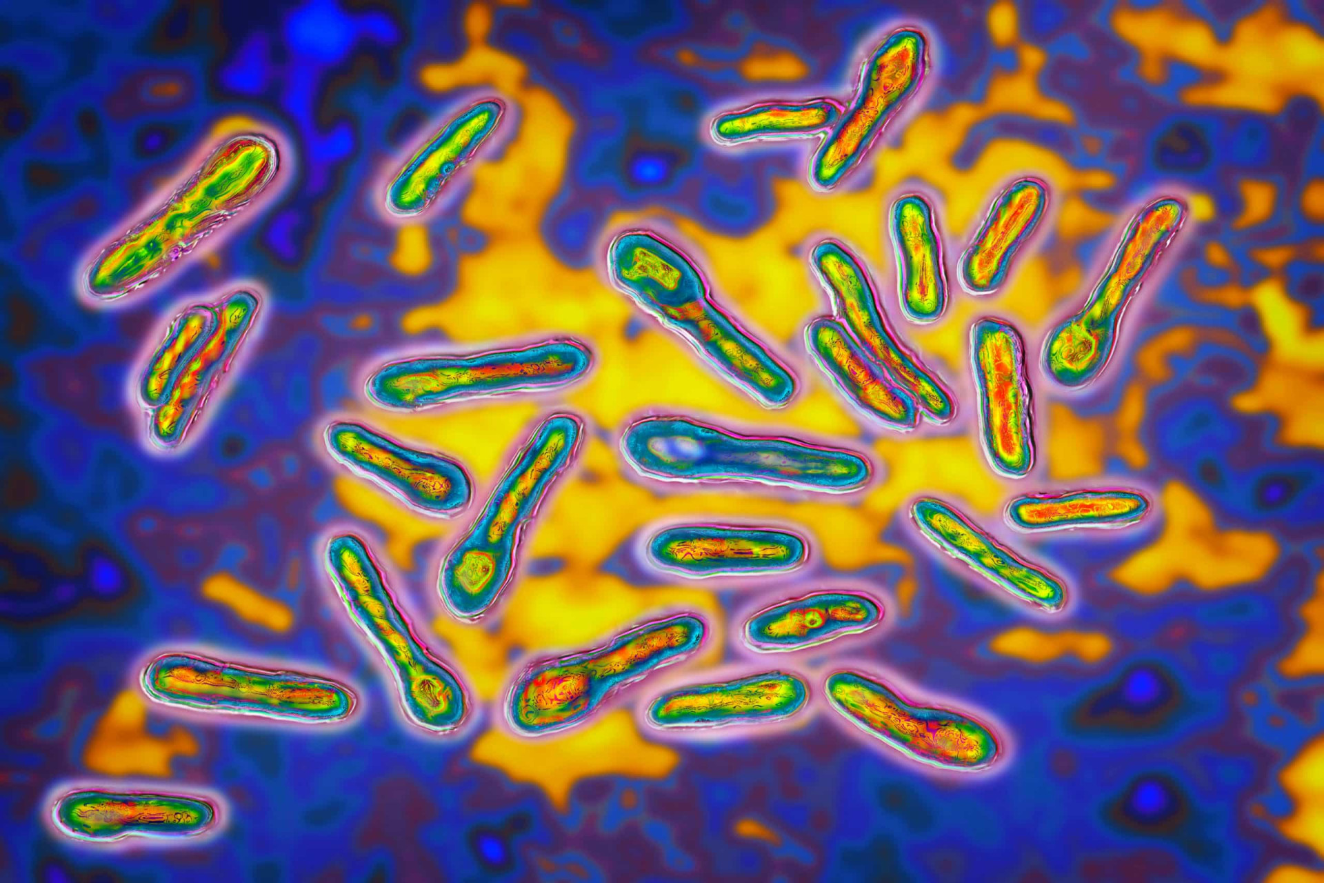 Viruses and bacteria: the deadly yet fascinating microorganisms