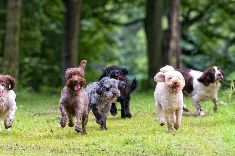 'I'm a dog expert – these five dog breeds are best for families with ...