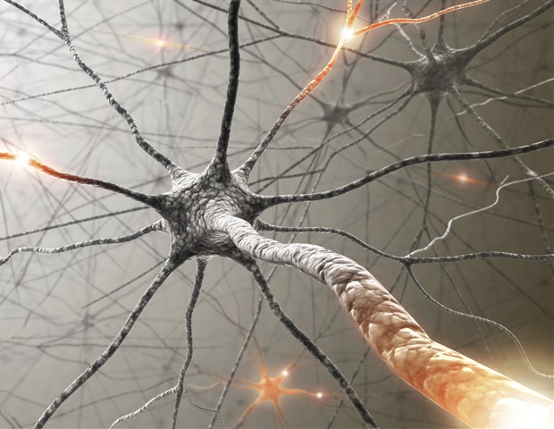 Groundbreaking study unveils key mechanism for neuronal identity regulation