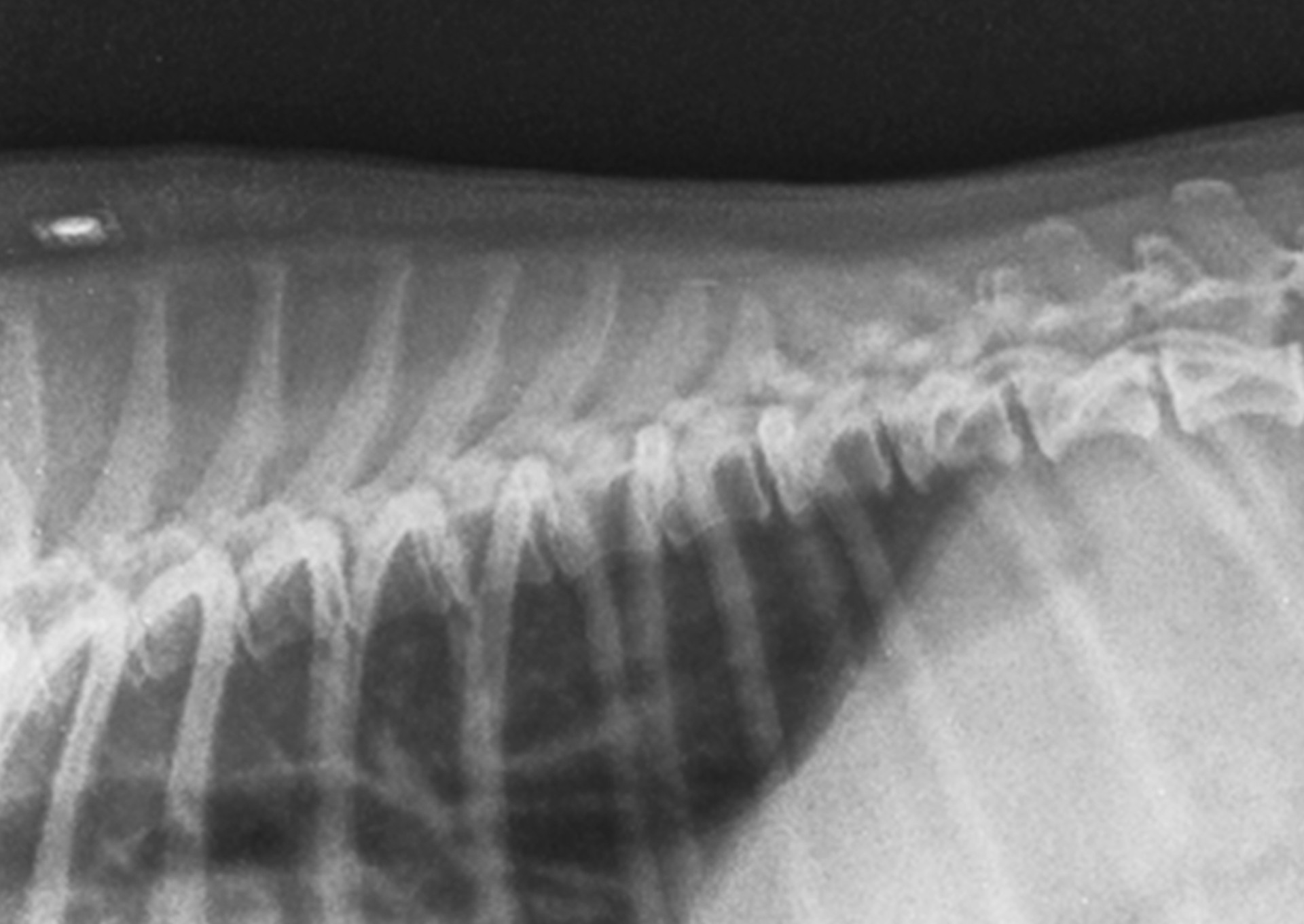 La razón por la que siempre debes ponerle chip a tu mascota