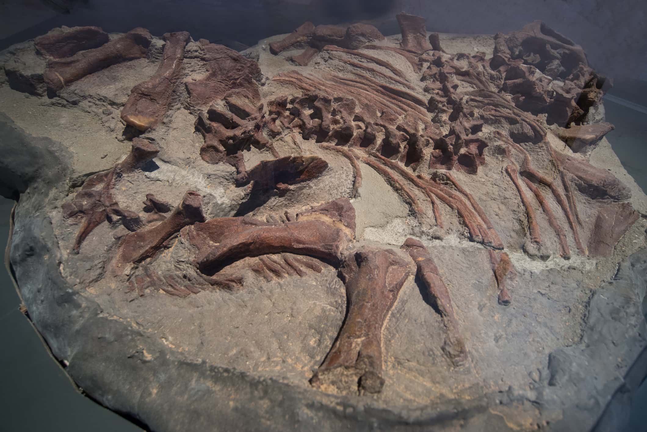8 of Most Complete Dinosaur Fossils Ever Discovered