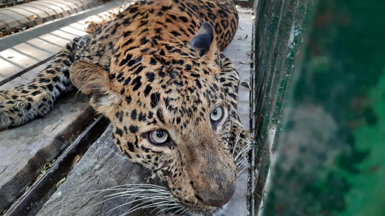 Leopard Trapped For Two Days In 15-Metre Well Near Kozhikode Identified ...