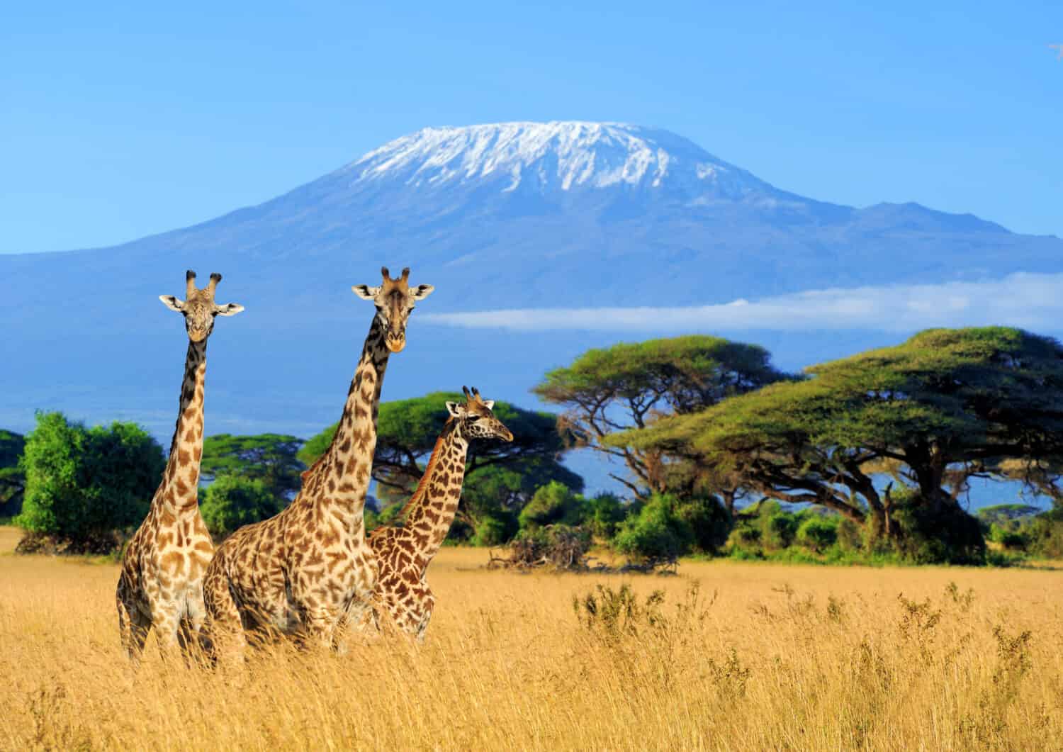 40 Fascinating Giraffe Facts That Rise Above the Rest