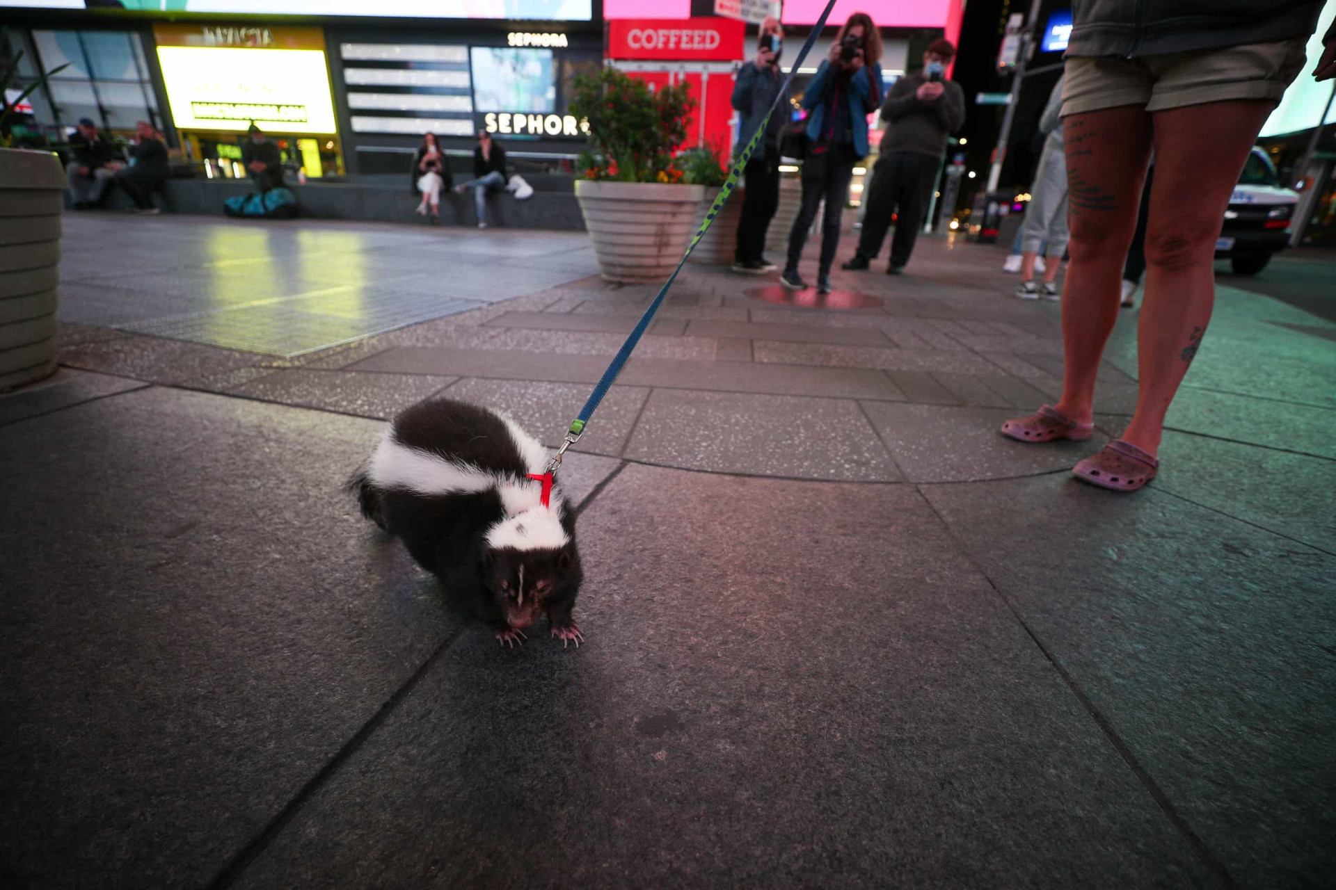 Illegal pets: from the surprising to the obvious