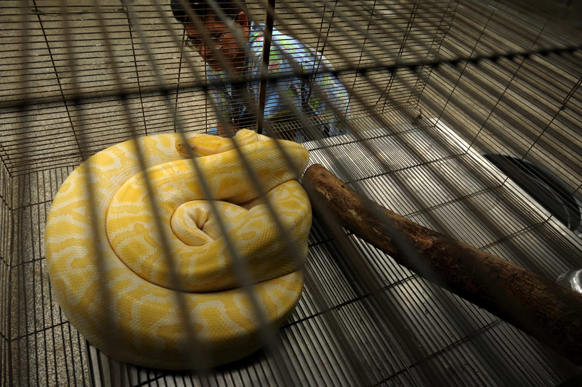 Illegal pets: from the surprising to the obvious