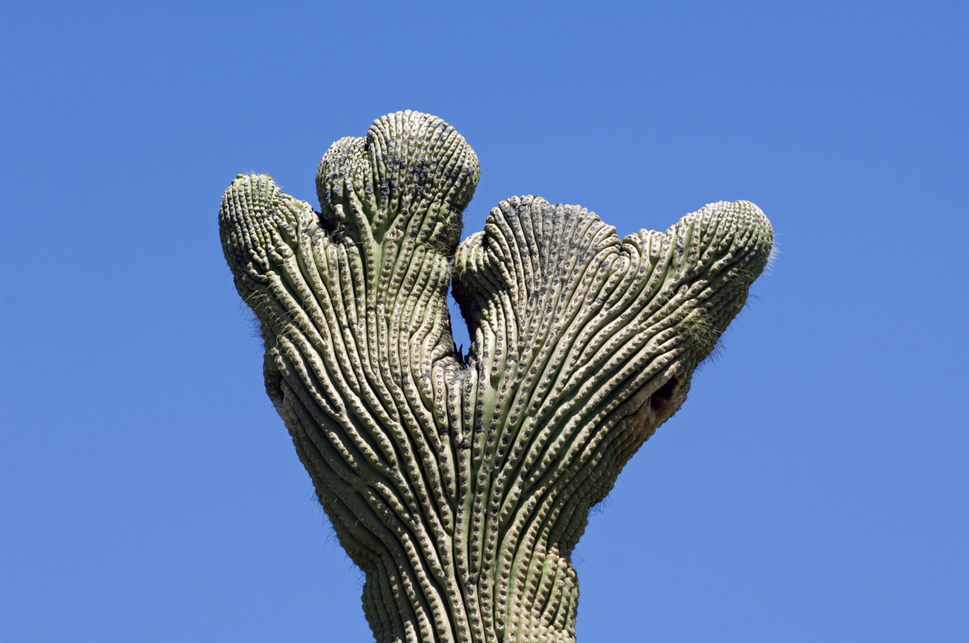 Ever heard of the bizarre world of illegal cactus trafficking?
