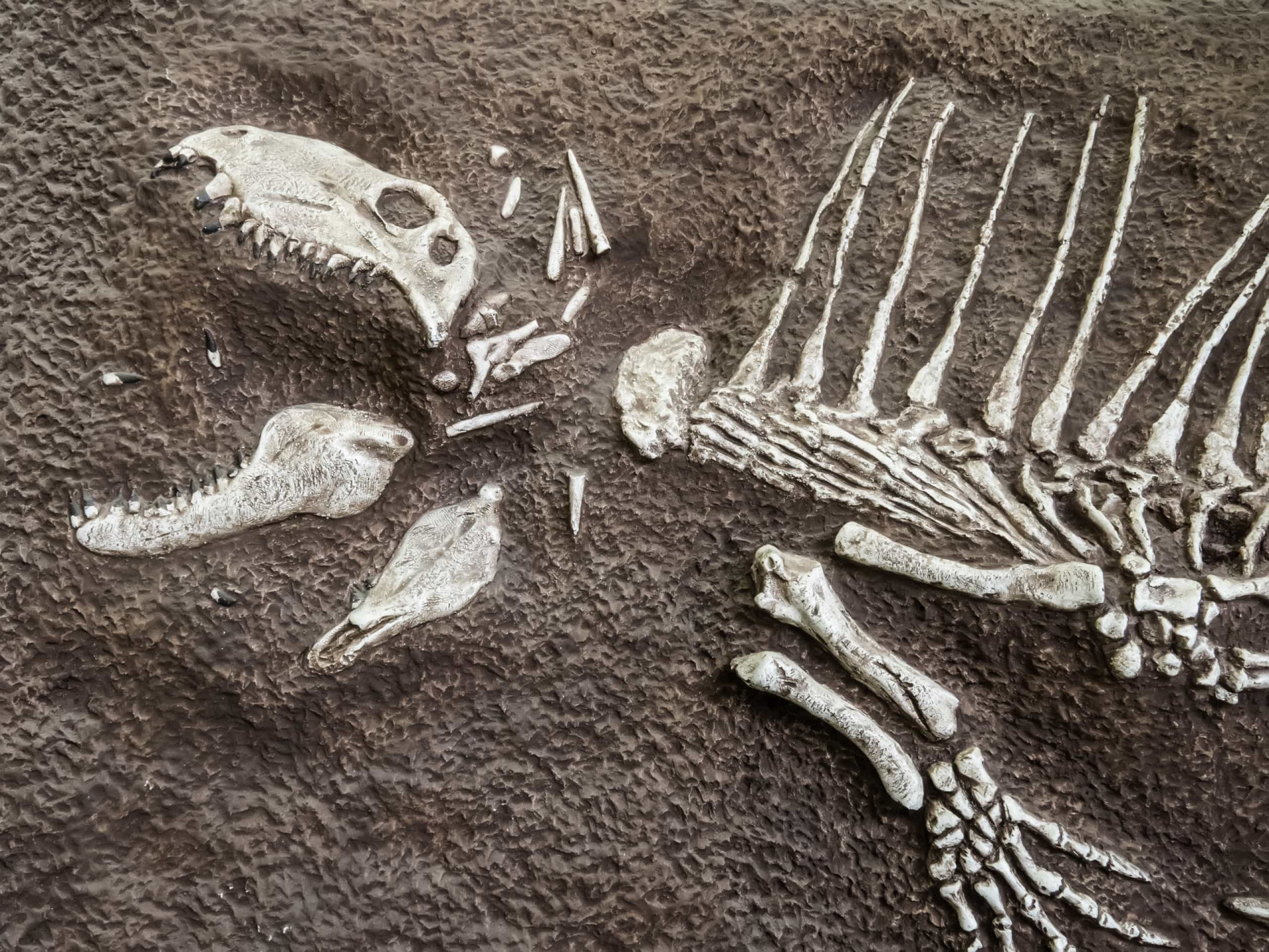 The history of mass extinction events on Earth