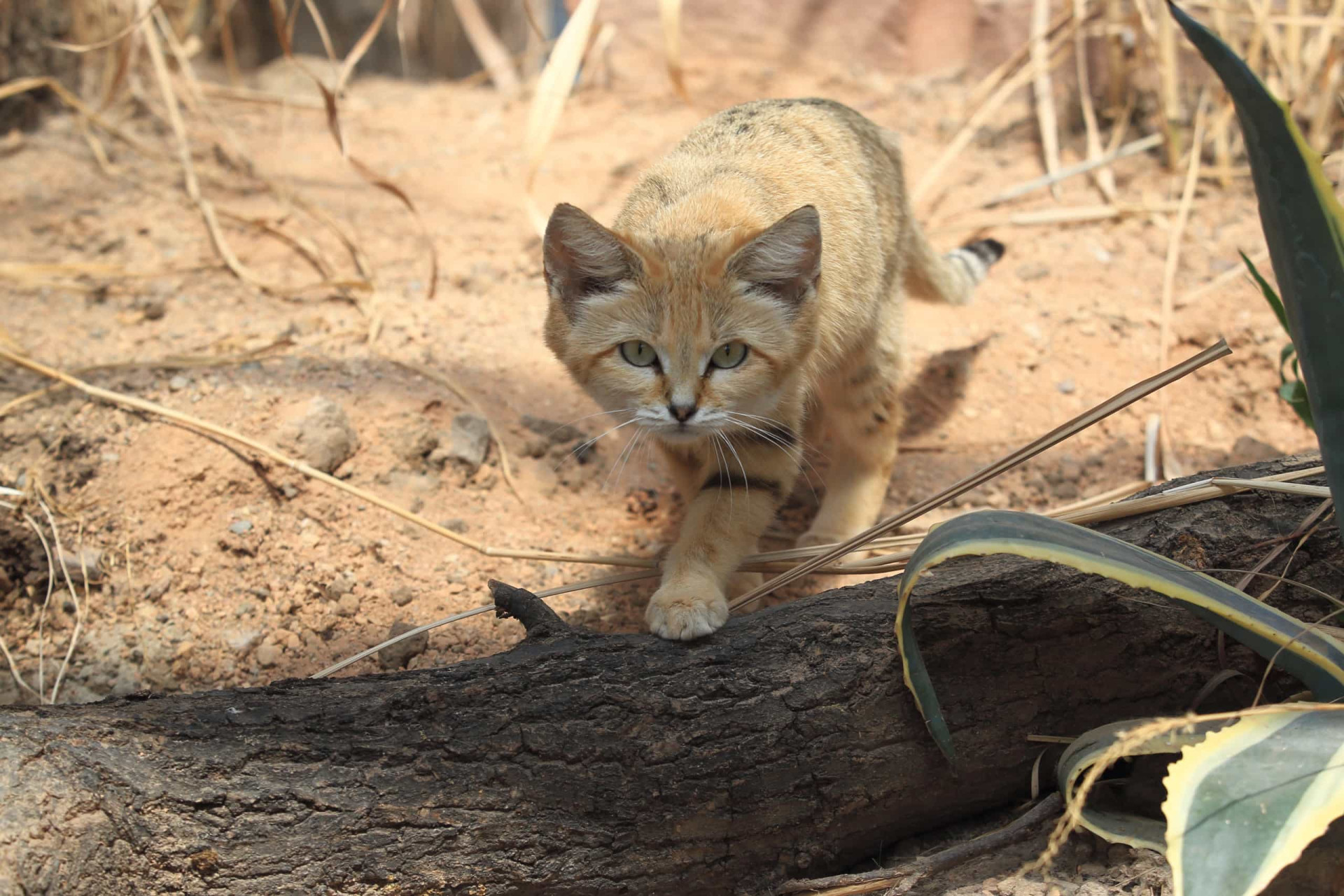 Groß und so flauschig: So faszinierend sind Wildkatzen wirklich
