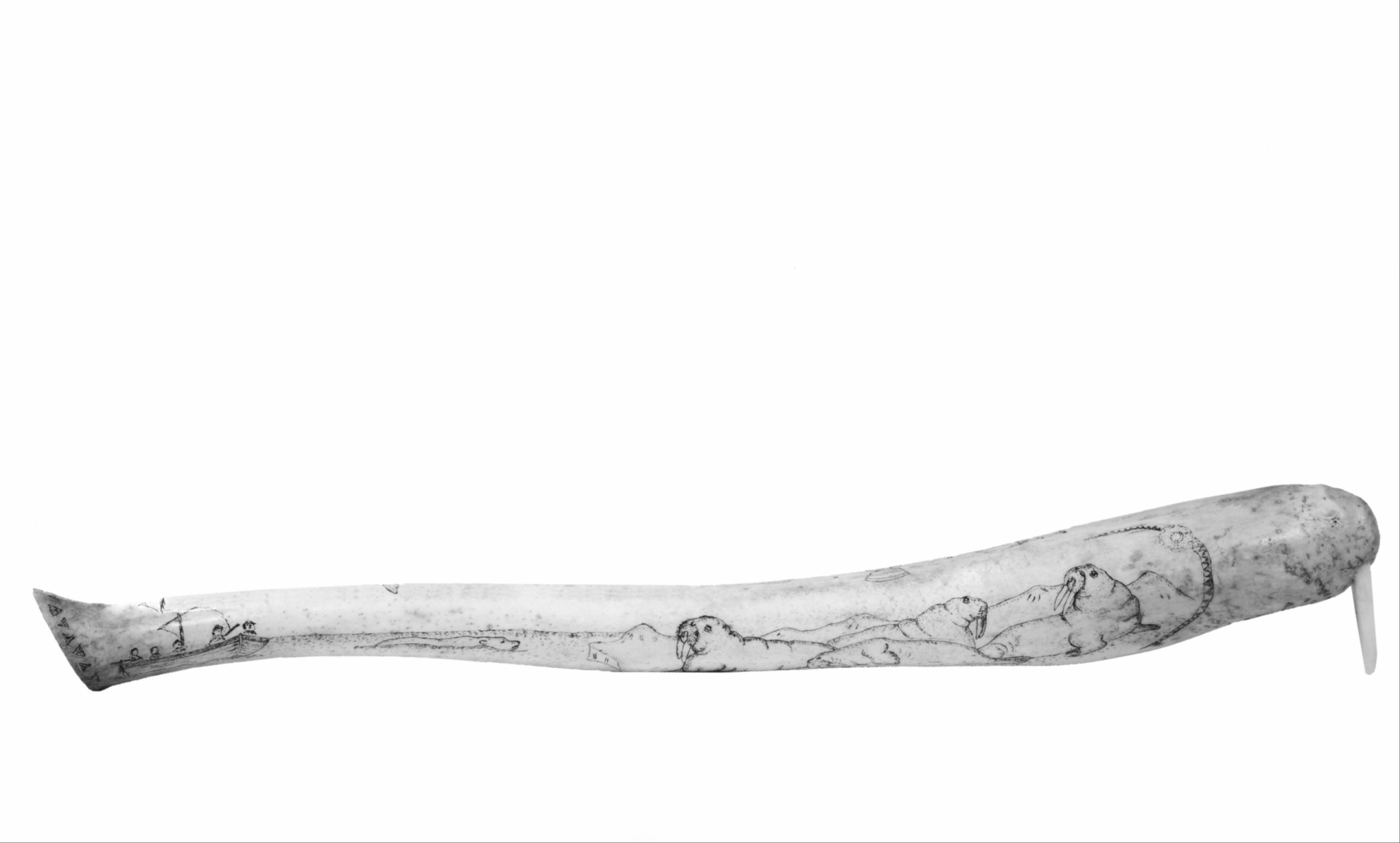 Proč lidé nemají baculum a co to vlastně je?