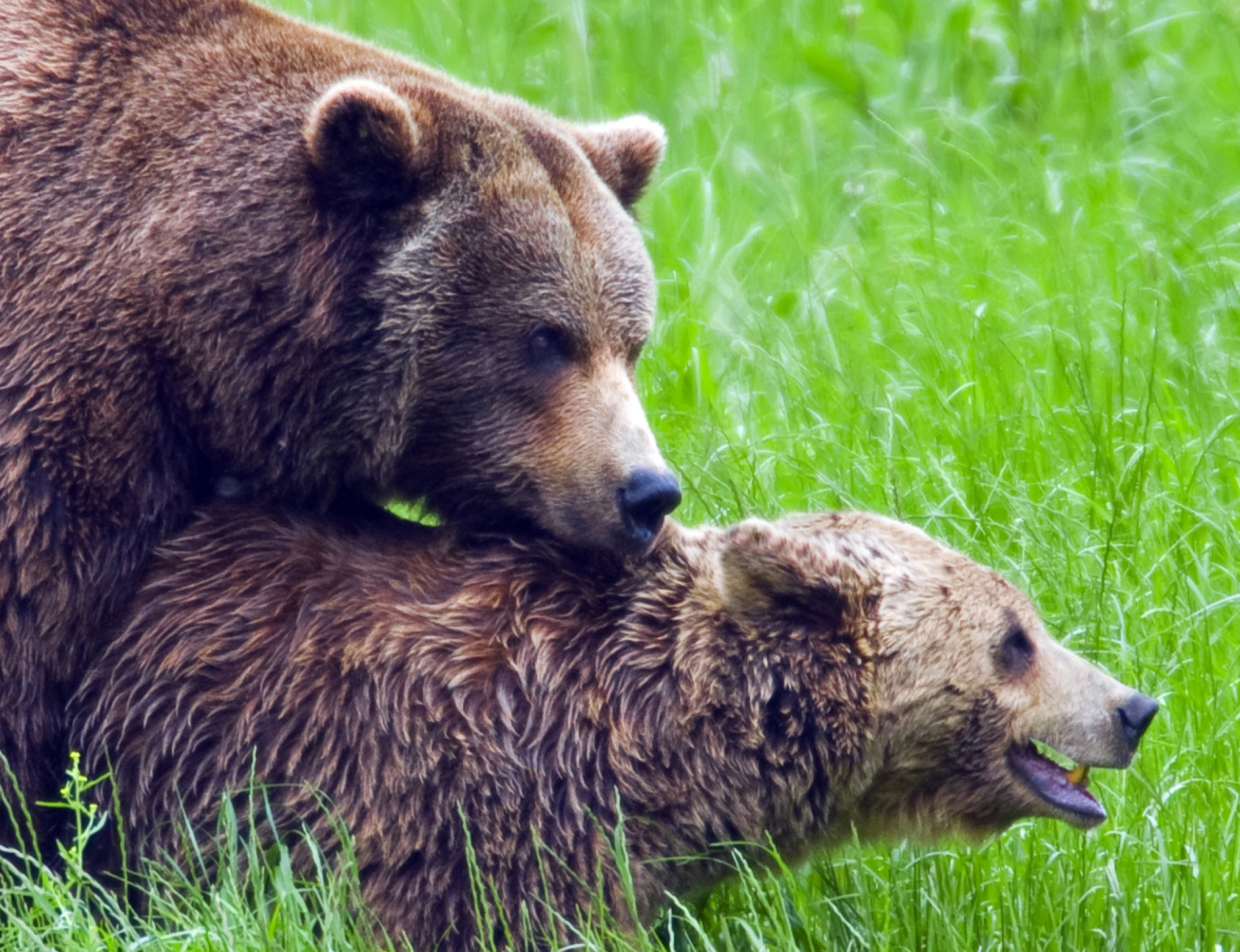 Proč lidé nemají baculum a co to vlastně je?