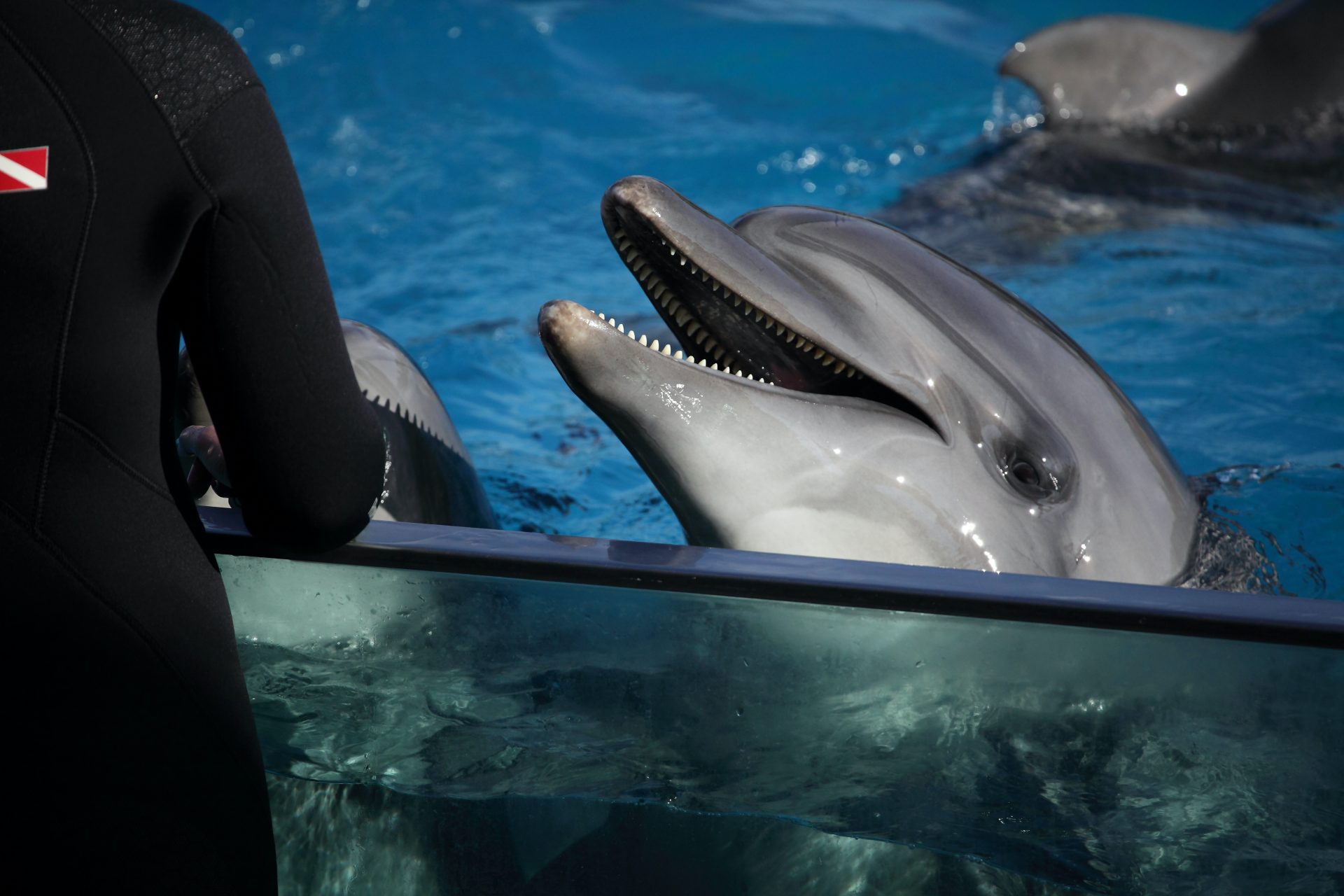 Dolphins have a mysterious sense that humans don’t Dolphins have a mysterious sense that humans don’t